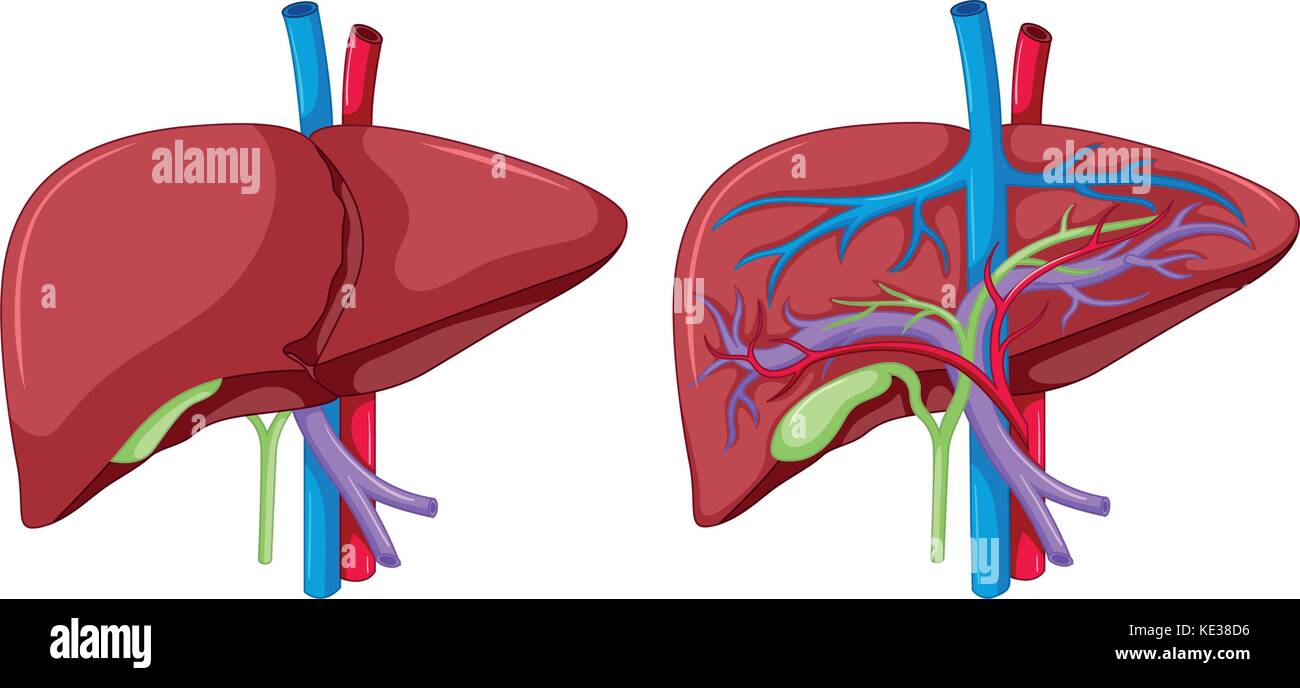 Schéma de l'anatomie du foie deux illustration Image Vectorielle Stock ...