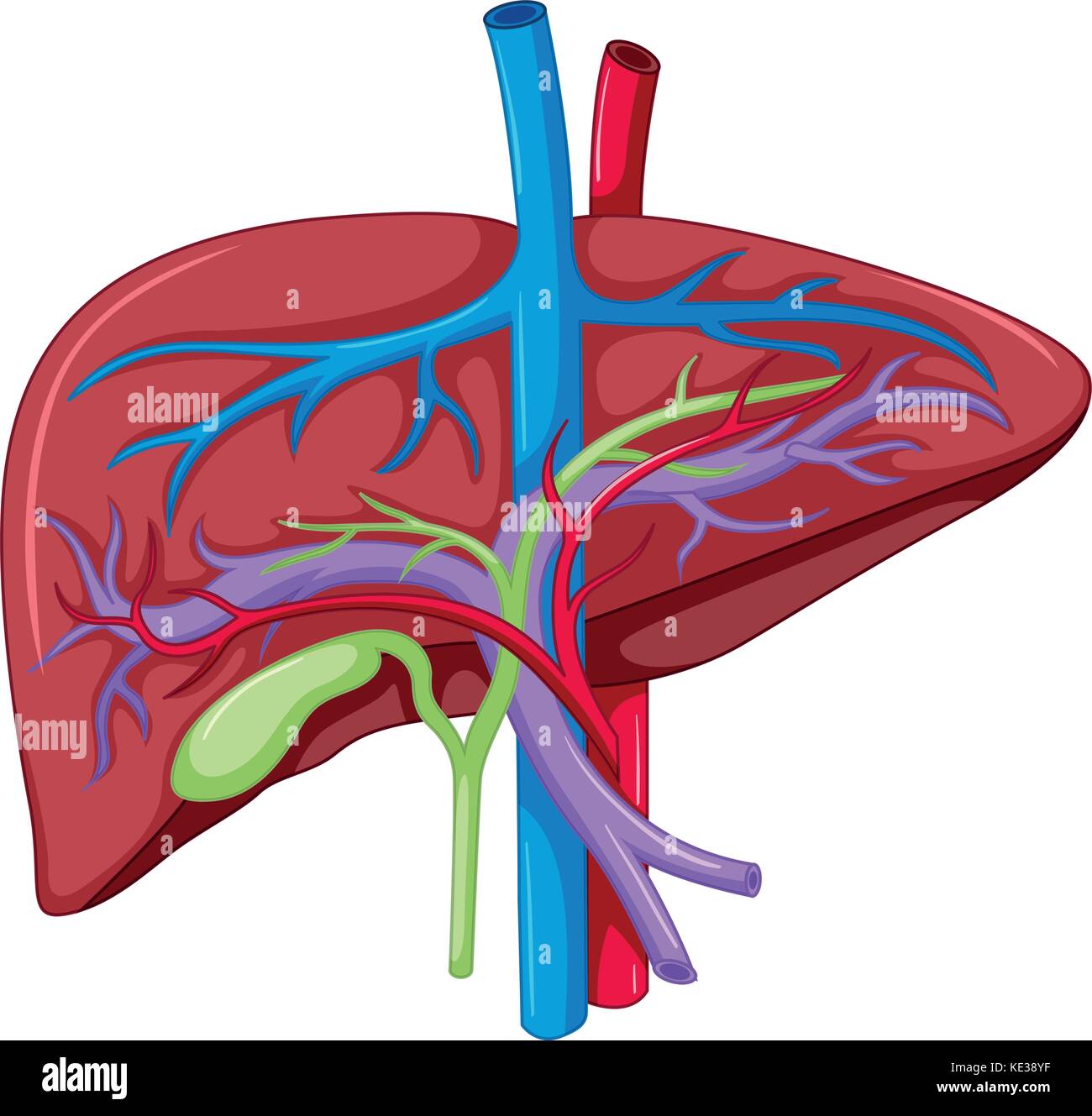 Close up diagramme d'illustration de l'anatomie du foie Image ...