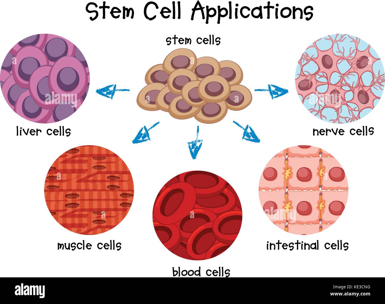 Schéma des cellules souches différentes illustration Image Vectorielle ...