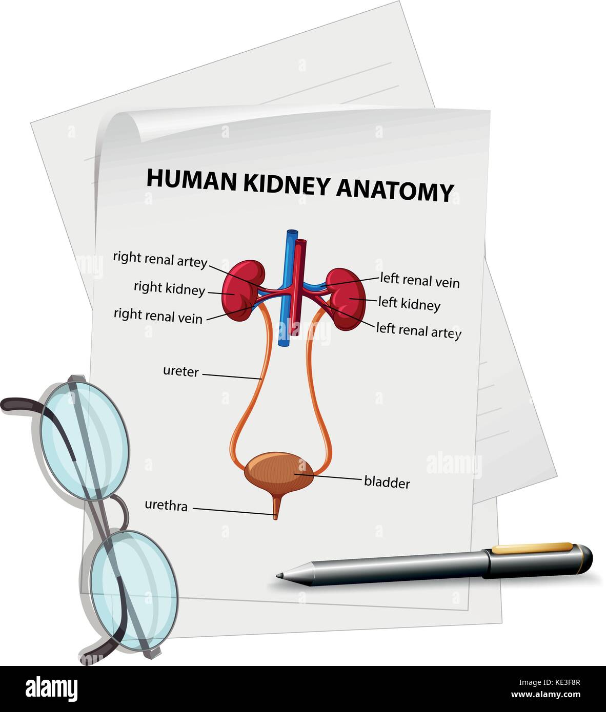 Schéma de l'Anatomie du rein humain sur papier illustration Image ...