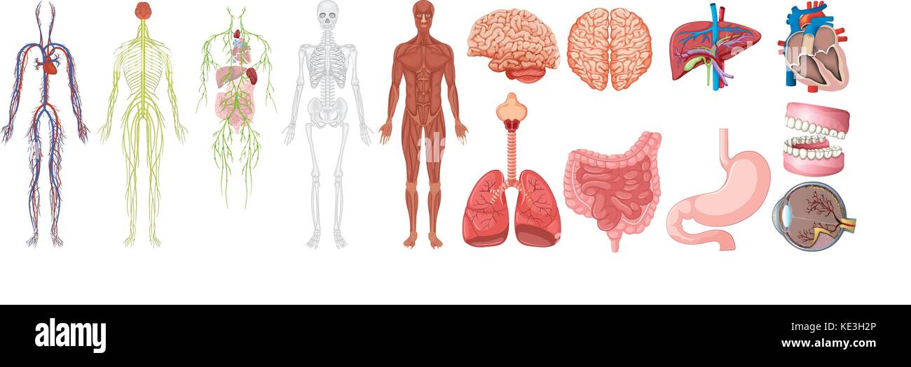 Muscles corps anatomie dessin Banque d'images vectorielles - Alamy