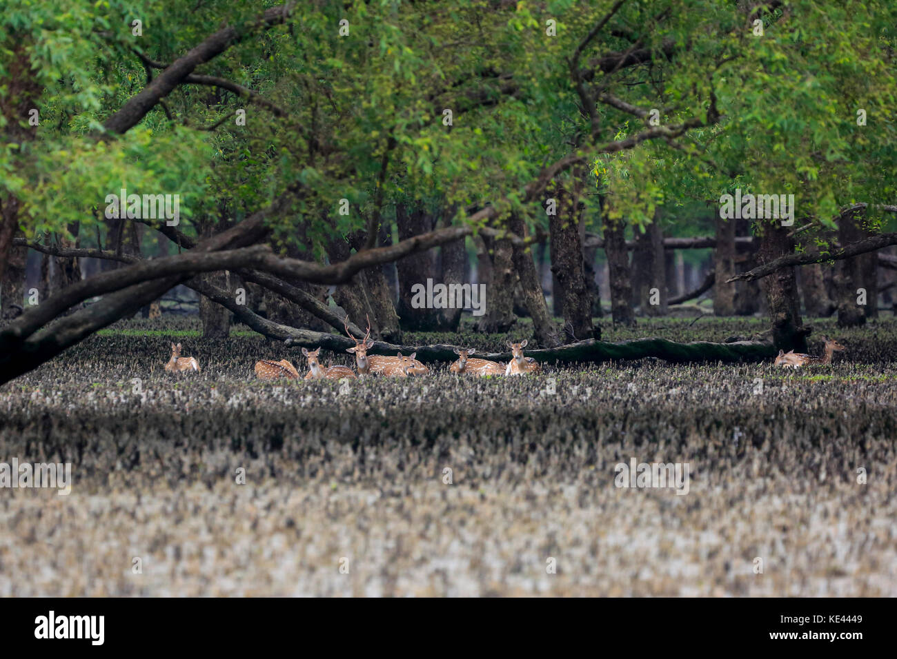 Chitra horin Banque de photographies et d’images à haute résolution - Alamy