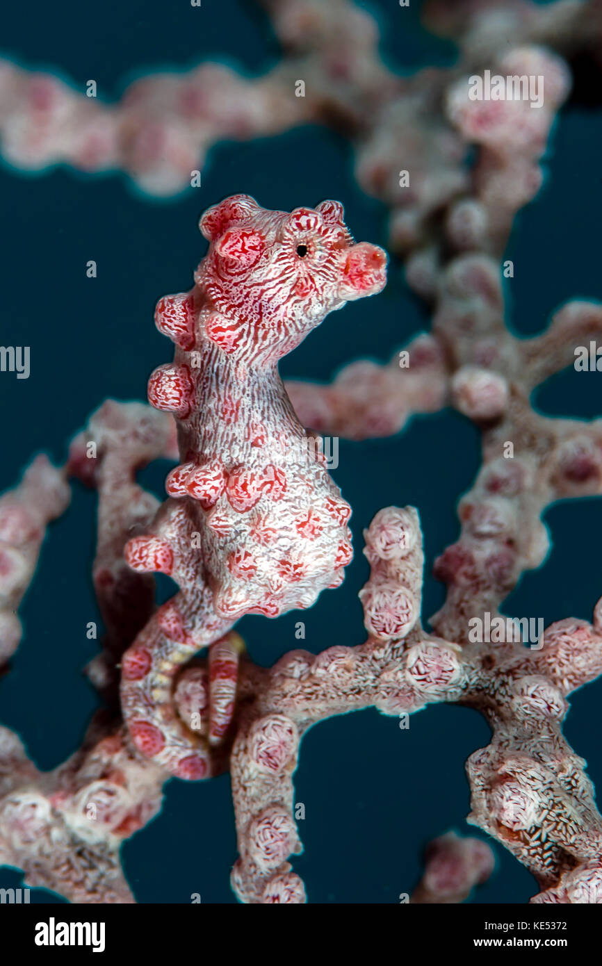 Hippocampe pygmée de Bargibant, Bohol Sea, Philippines Photo Stock - Alamy