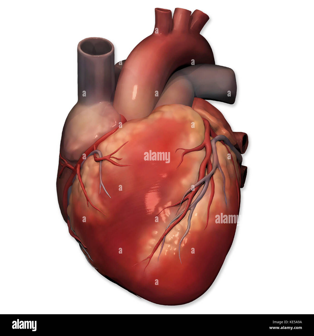 Anatomie du coeur Banque de photographies et d’images à haute ...