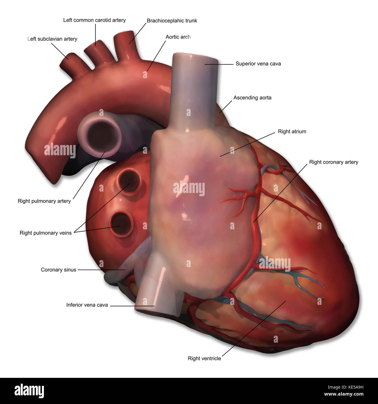 Anatomie du coeur humain Banque de photographies et d’images à haute ...