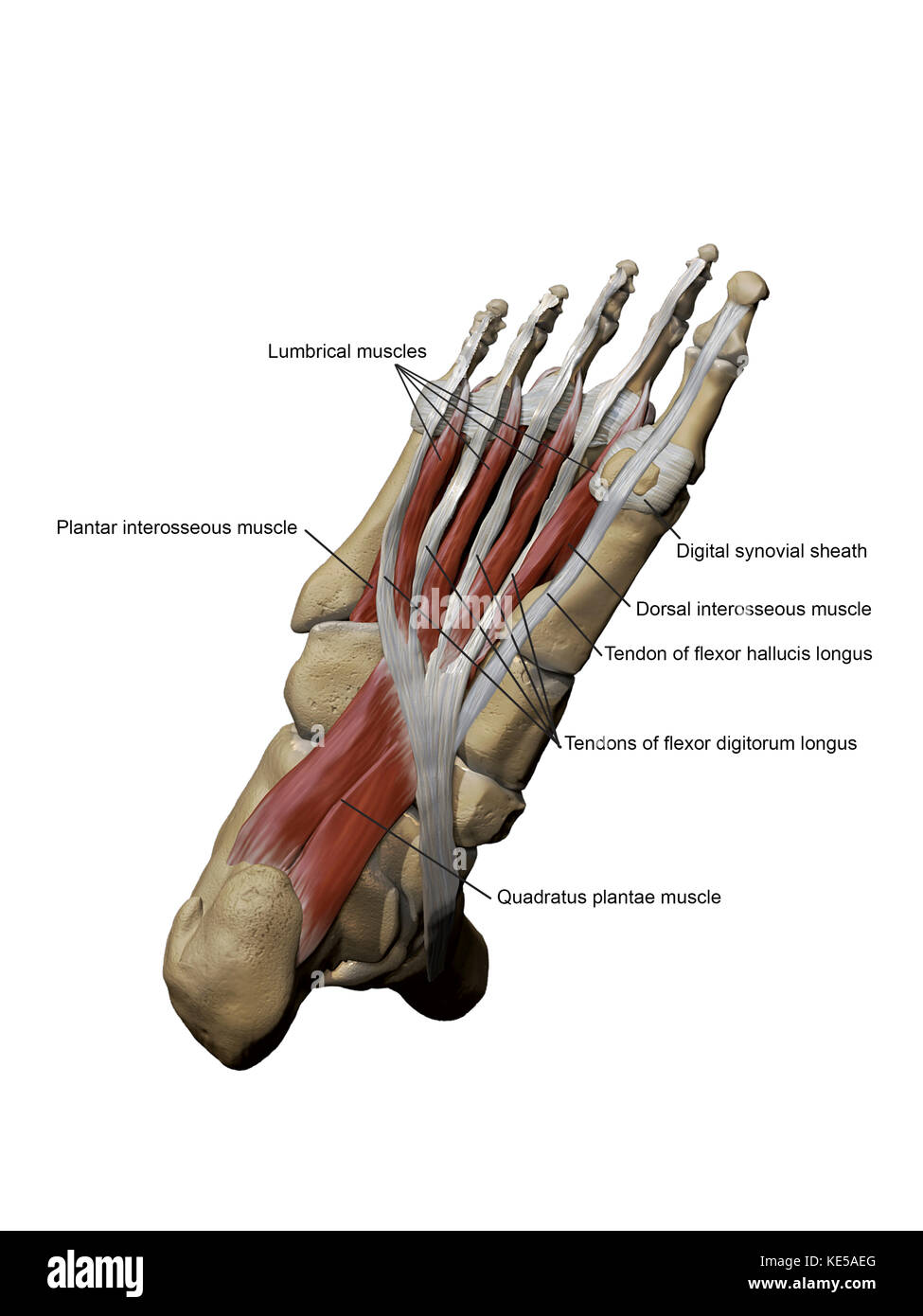 Modèle 3d du pied représentant l'intermédiaire plantaire muscles et ...