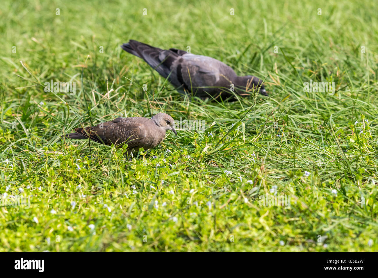Colombe rouge Banque de photographies et d’images à haute résolution ...