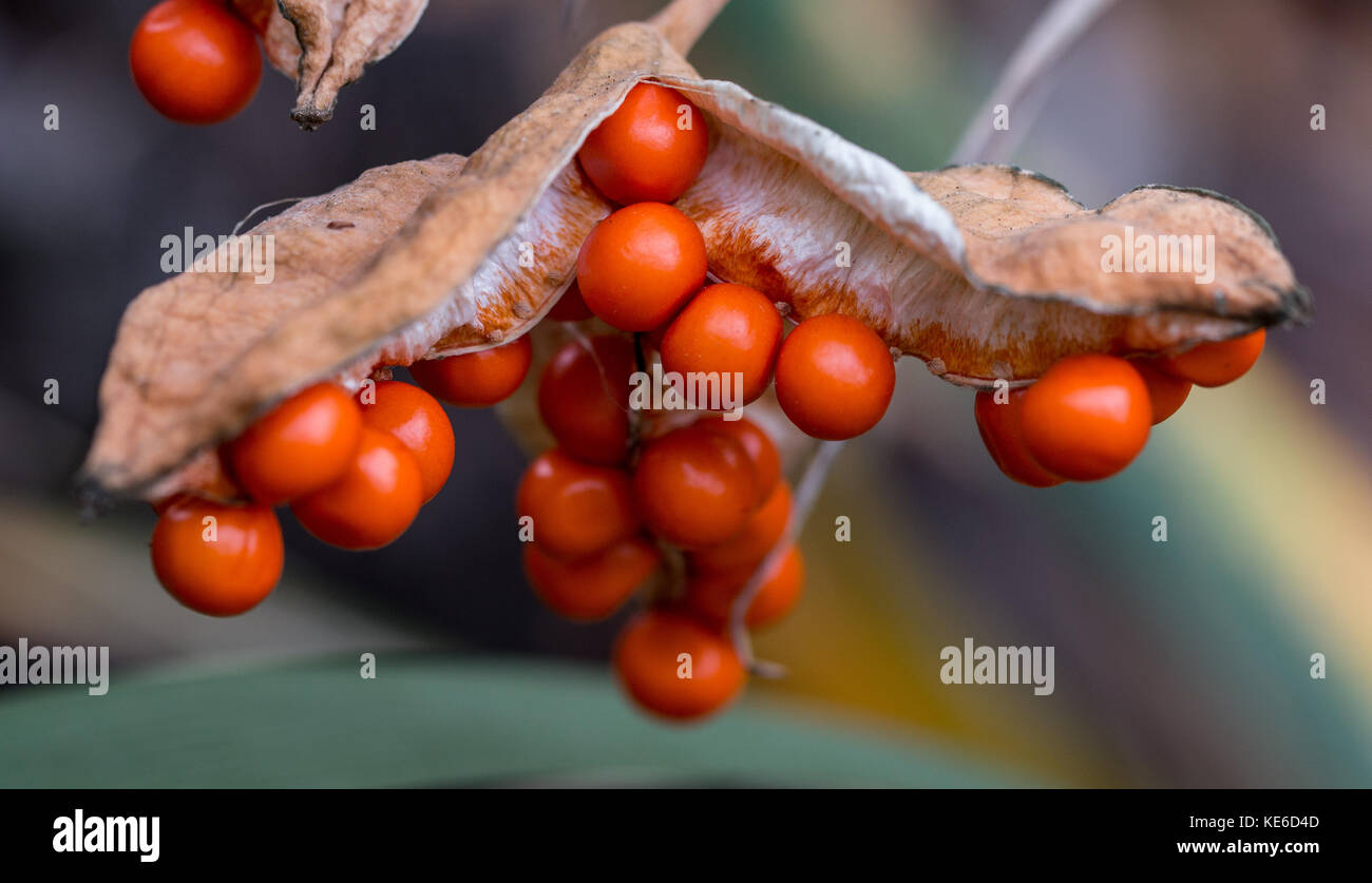 Stinking iris berries Banque de photographies et d’images à haute ...