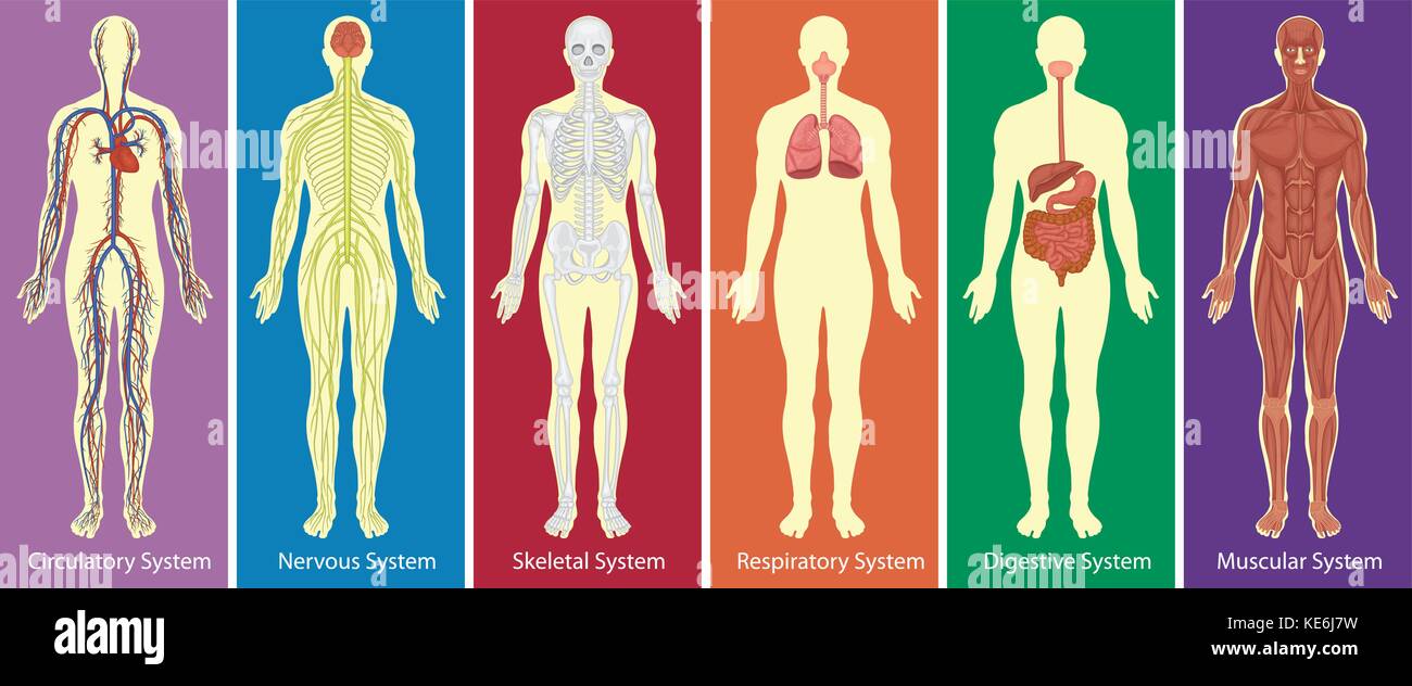 Diagrama cuerpo humano Banque d'images vectorielles - Alamy
