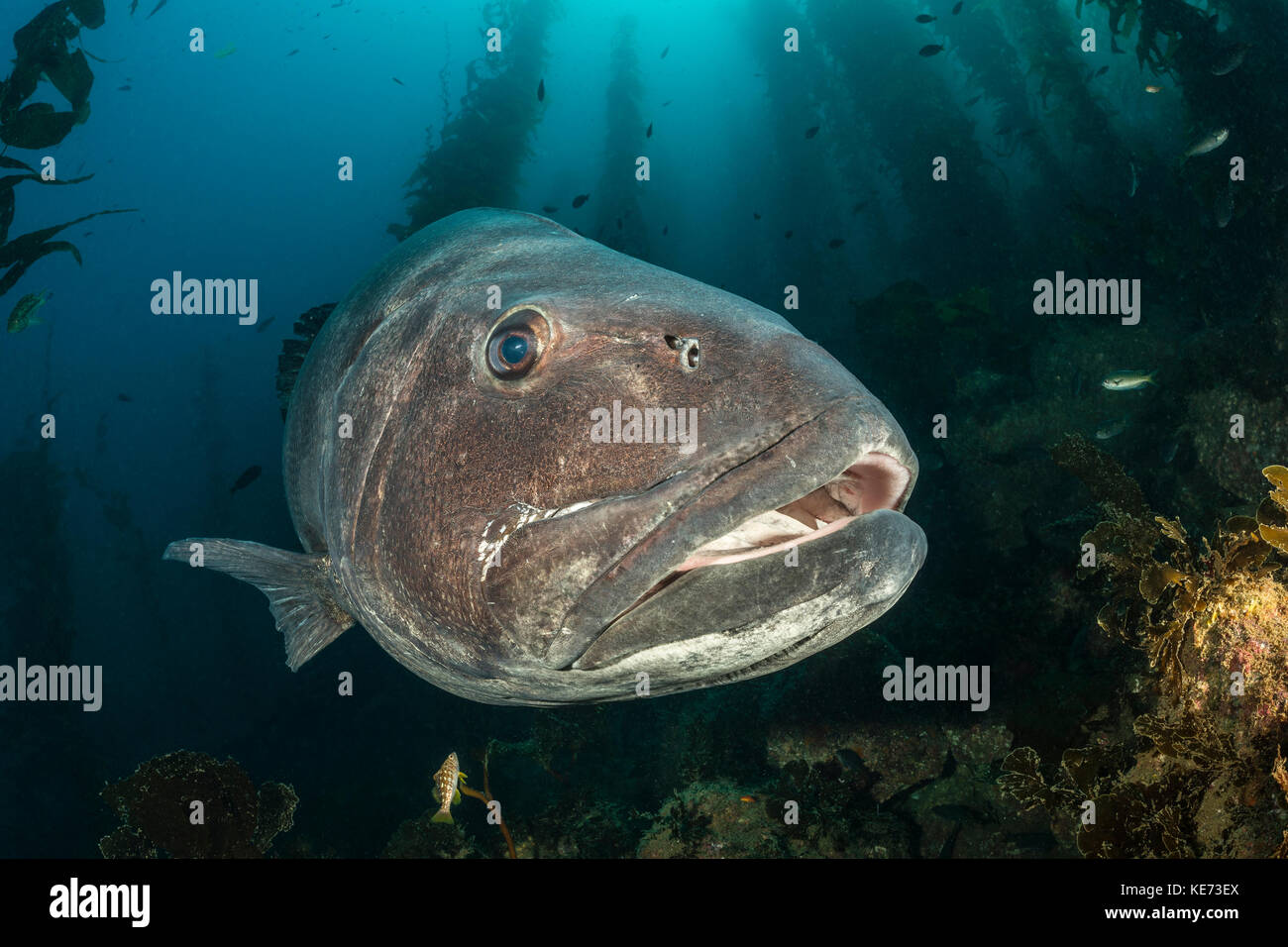 Loup de mer géant en forêt de laminaires, stereolepis gigas, catalina ...