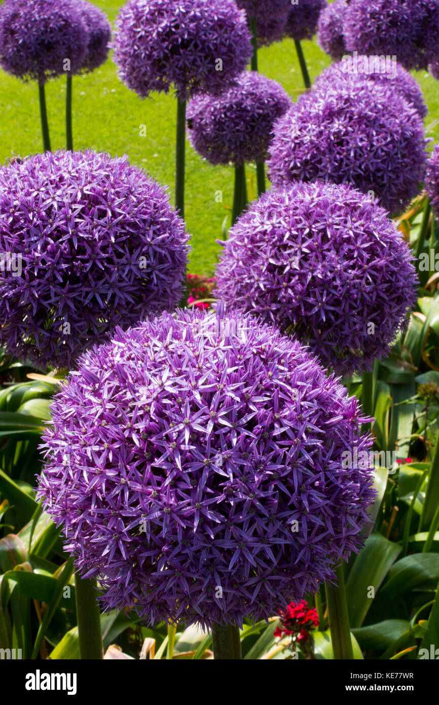 Alliums border Banque de photographies et d’images à haute résolution ...