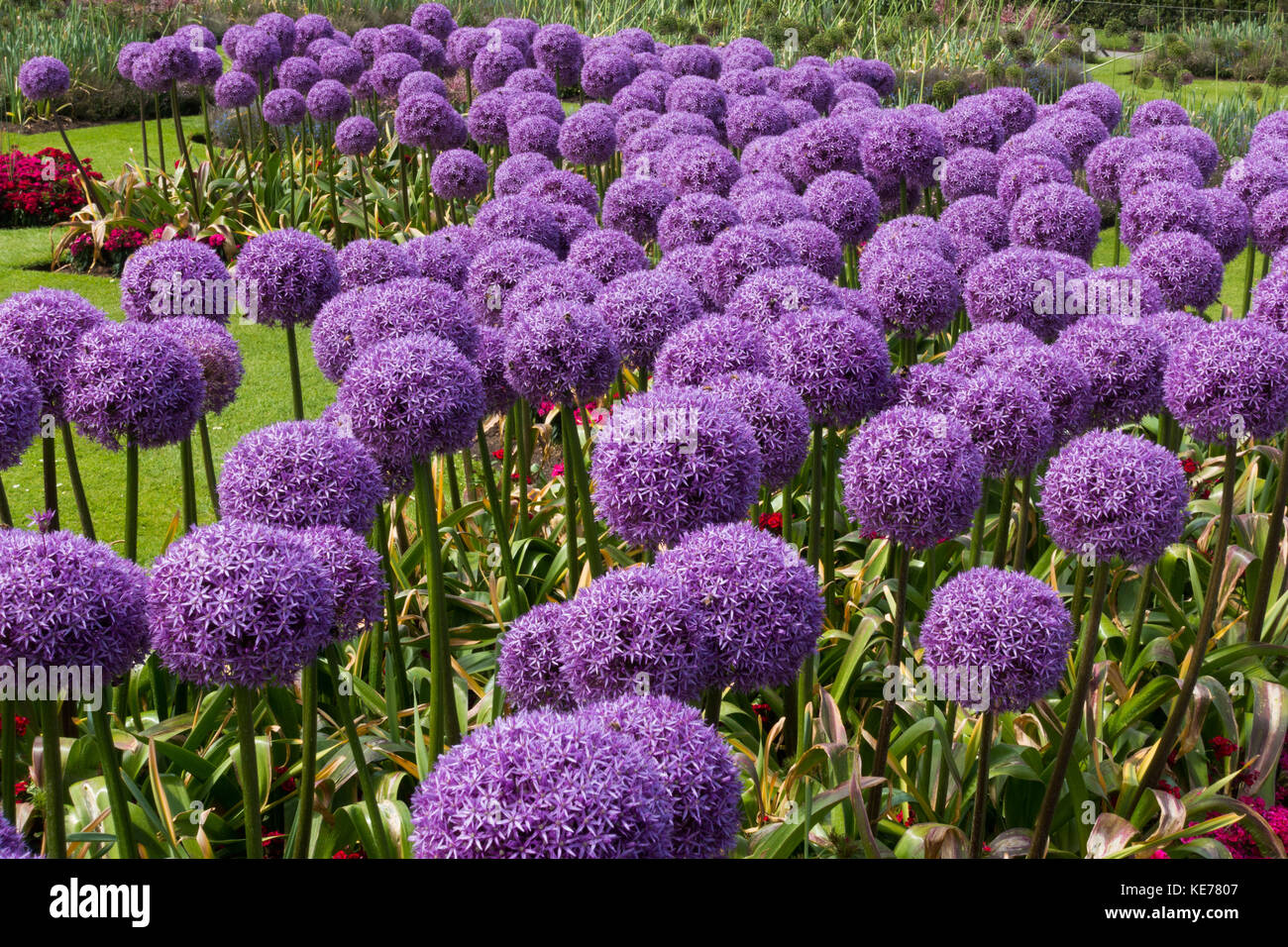 Alliums border Banque de photographies et d’images à haute résolution ...