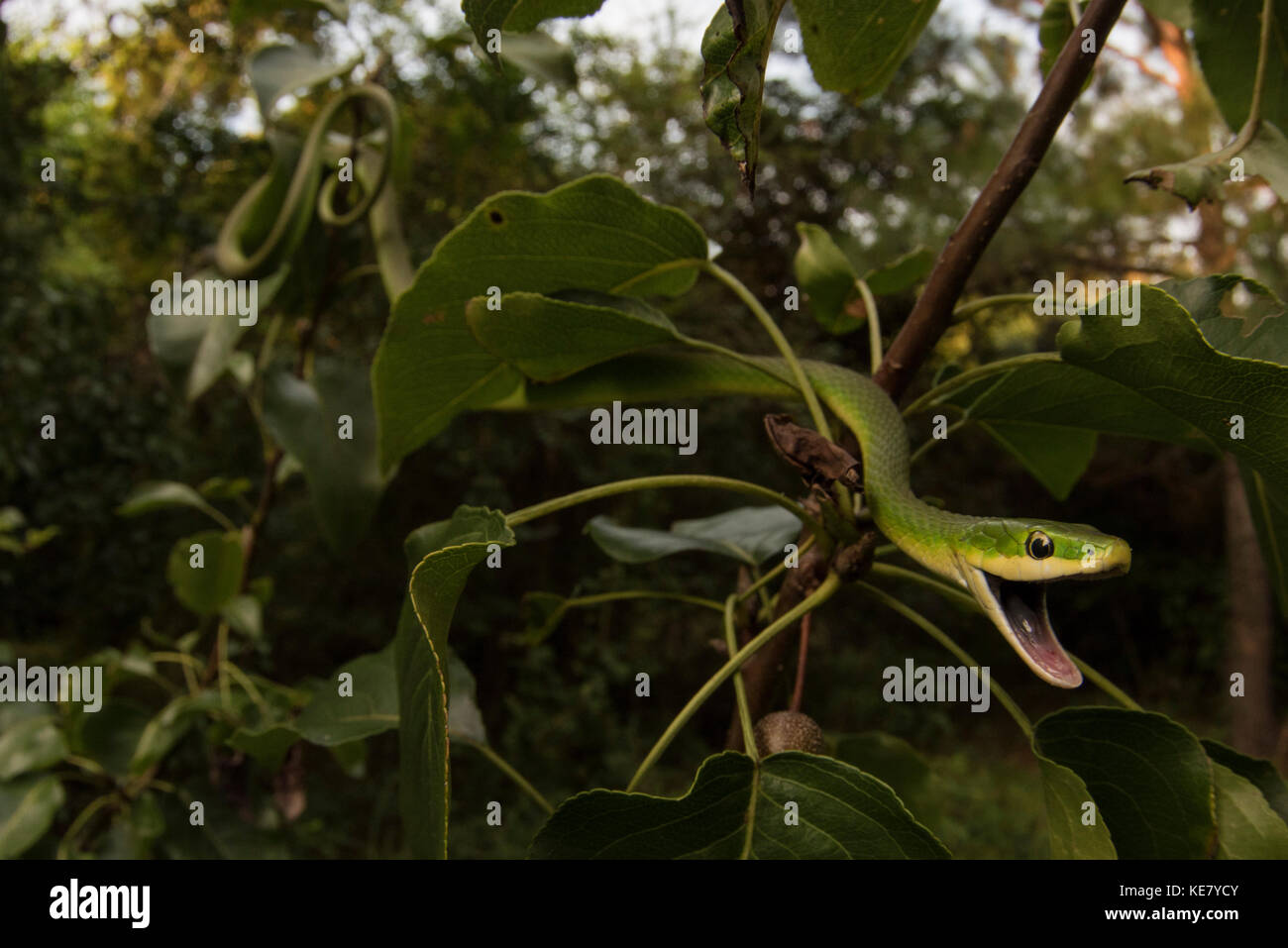 Gueule de serpent Banque de photographies et d’images à haute ...