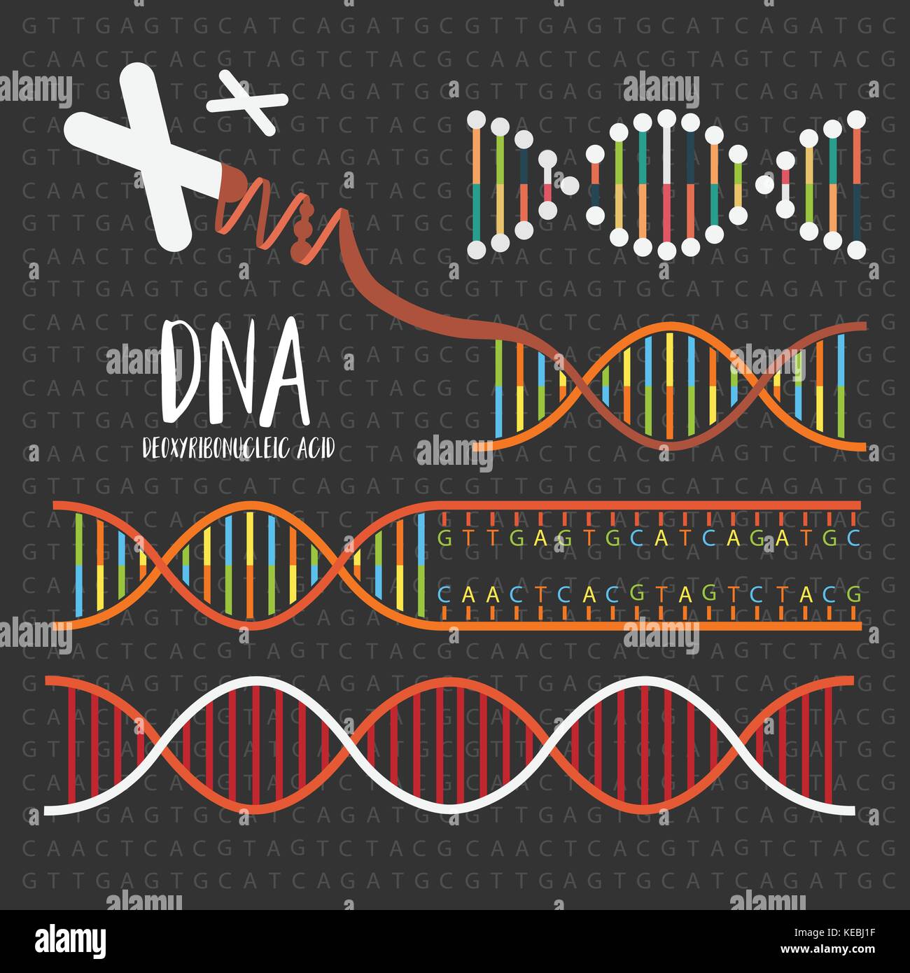 Structure de l'ADN et de chromosomes génétique Image Vectorielle Stock ...
