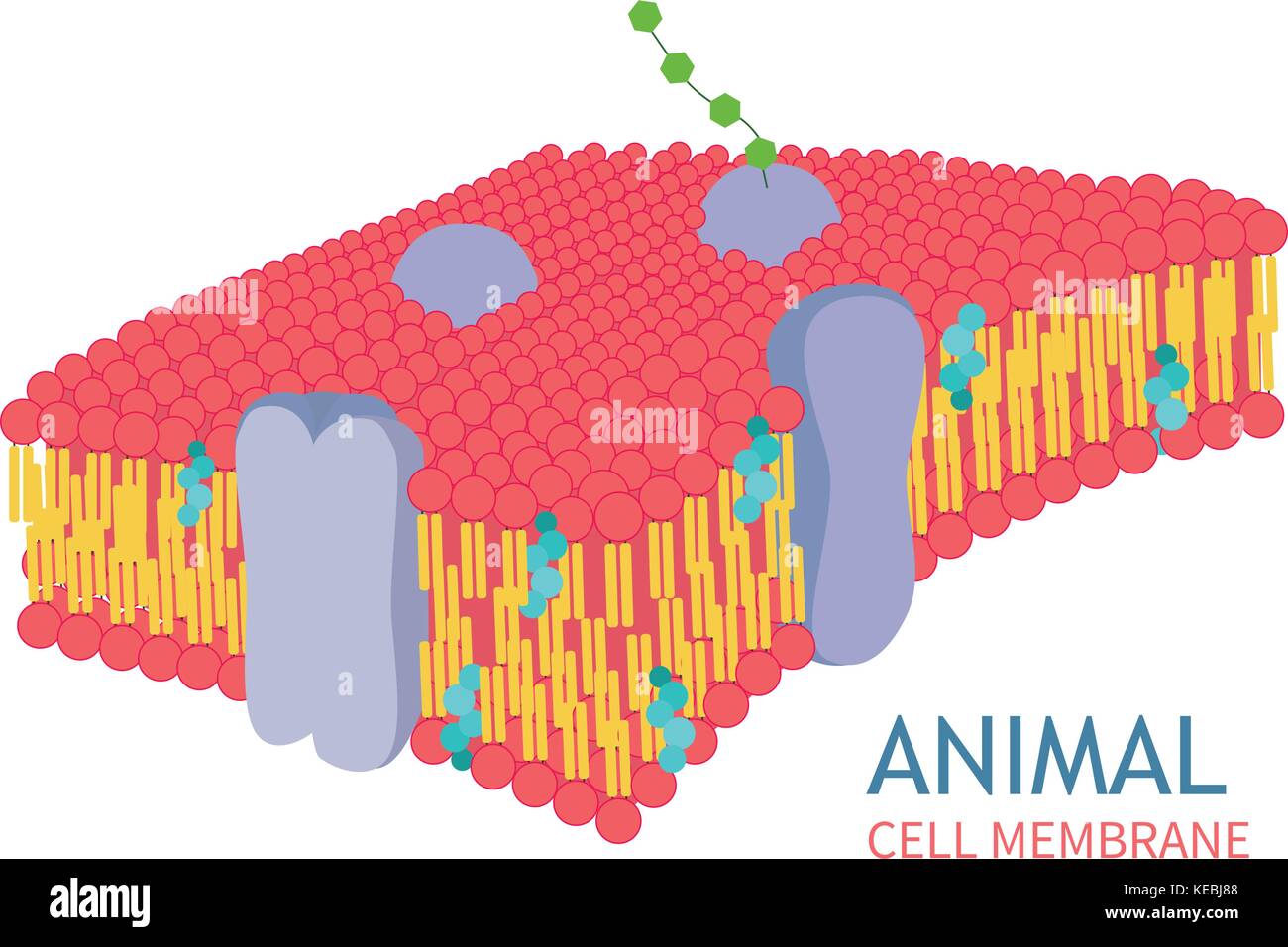 La structure de l'anatomie de cellules animales vector illustration ...