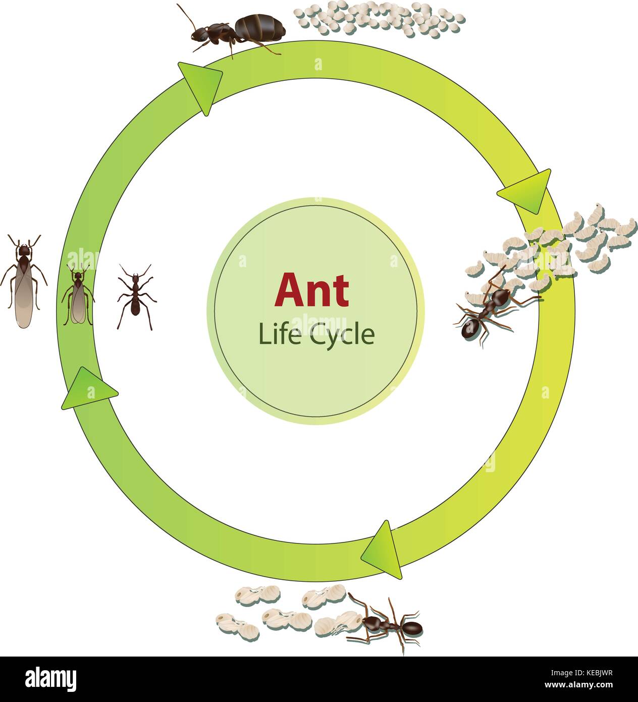 Cycle de vie de la fourmi Banque d'images vectorielles - Alamy