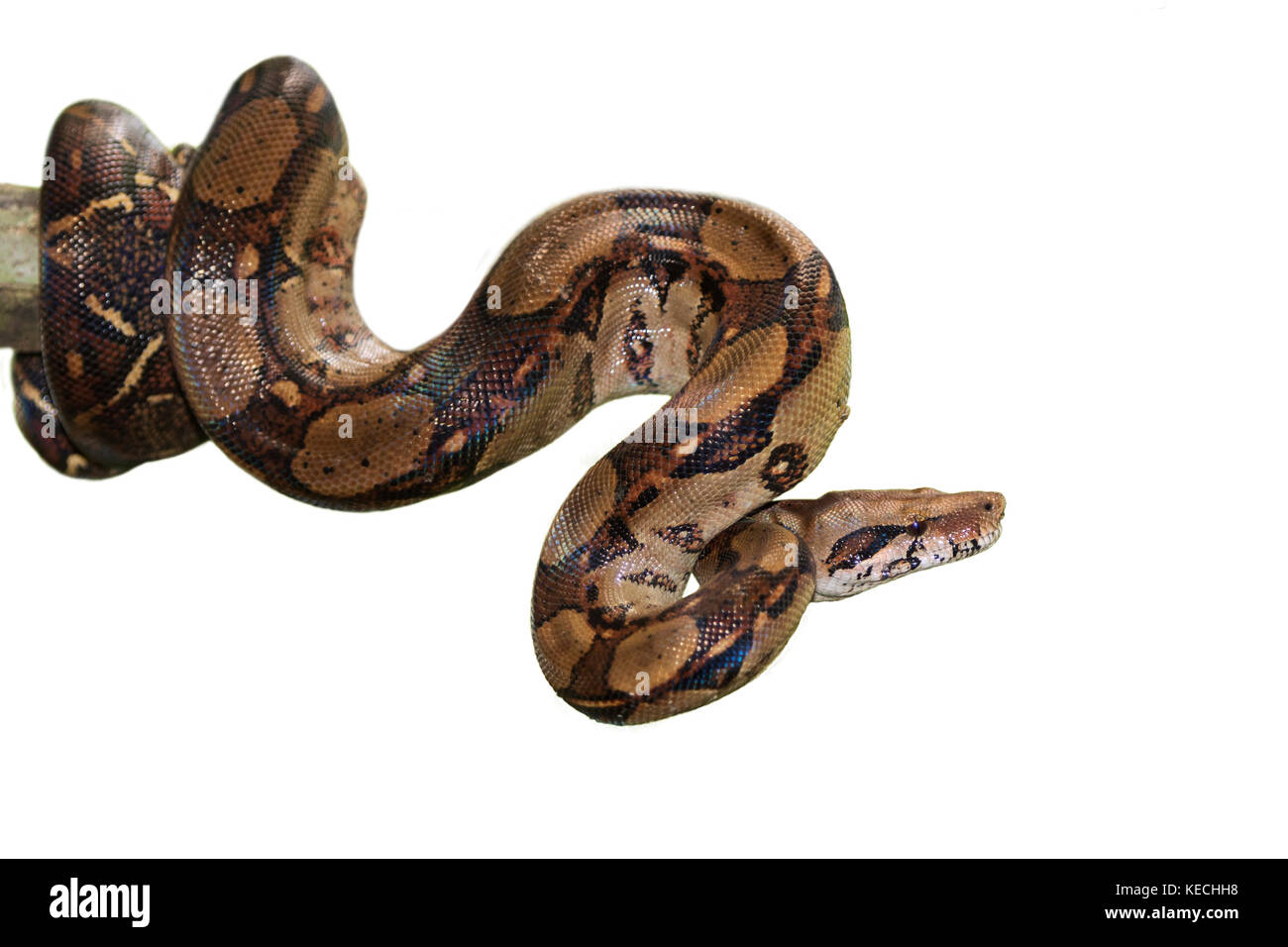 Boa constrictor costa rica Banque de photographies et d’images à haute ...