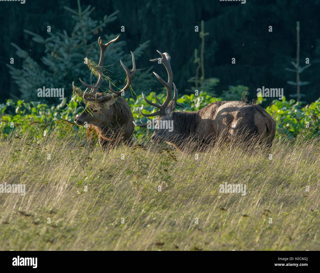 Accouplement de vieux Banque de photographies et d’images à haute ...