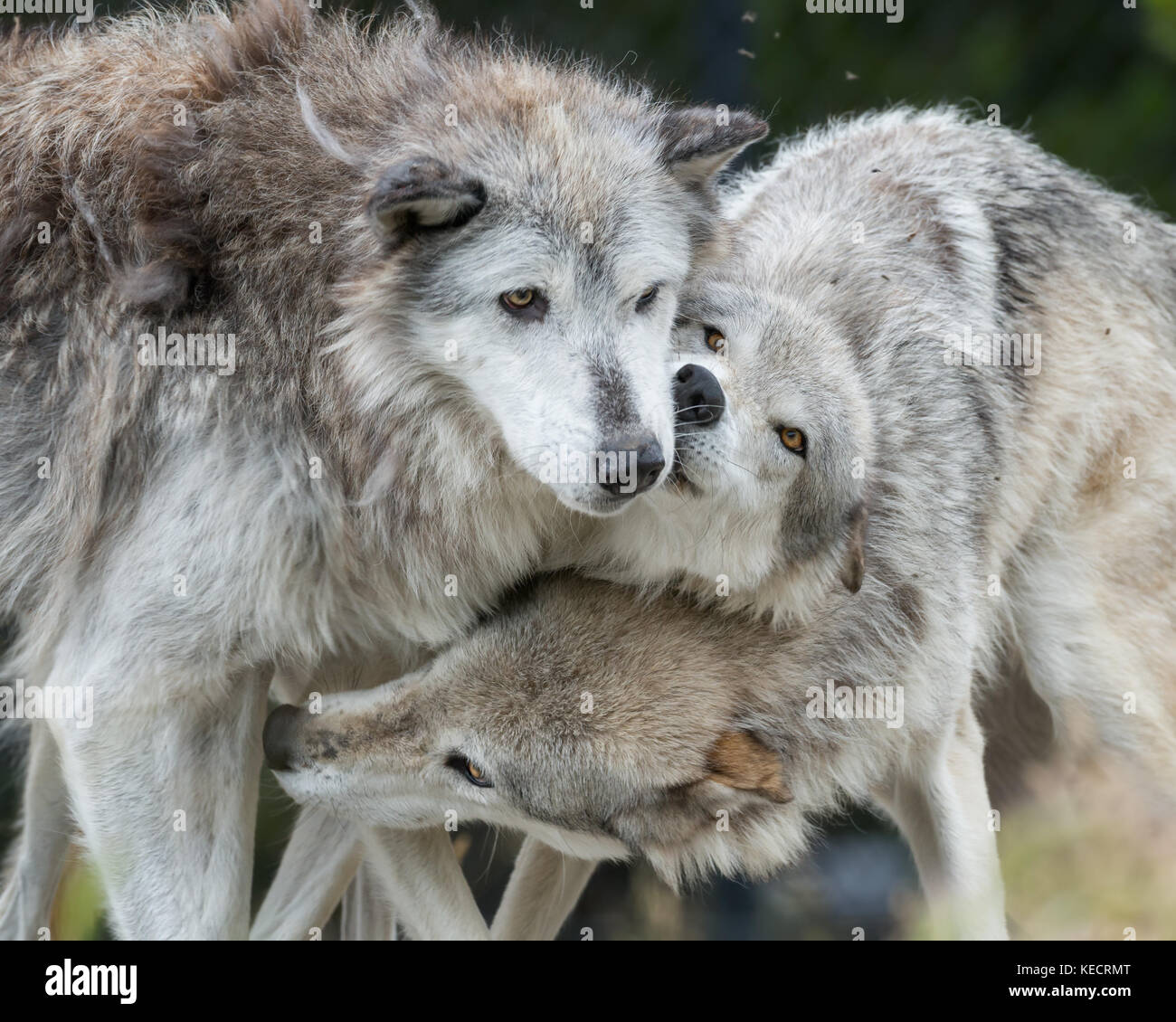 Yellowstone, loups Banque de photographies et d’images à haute ...