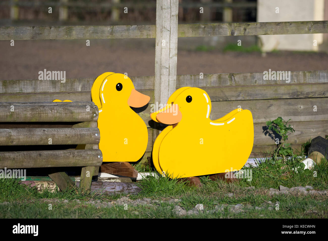 Canards jaunes Banque de photographies et d’images à haute résolution ...