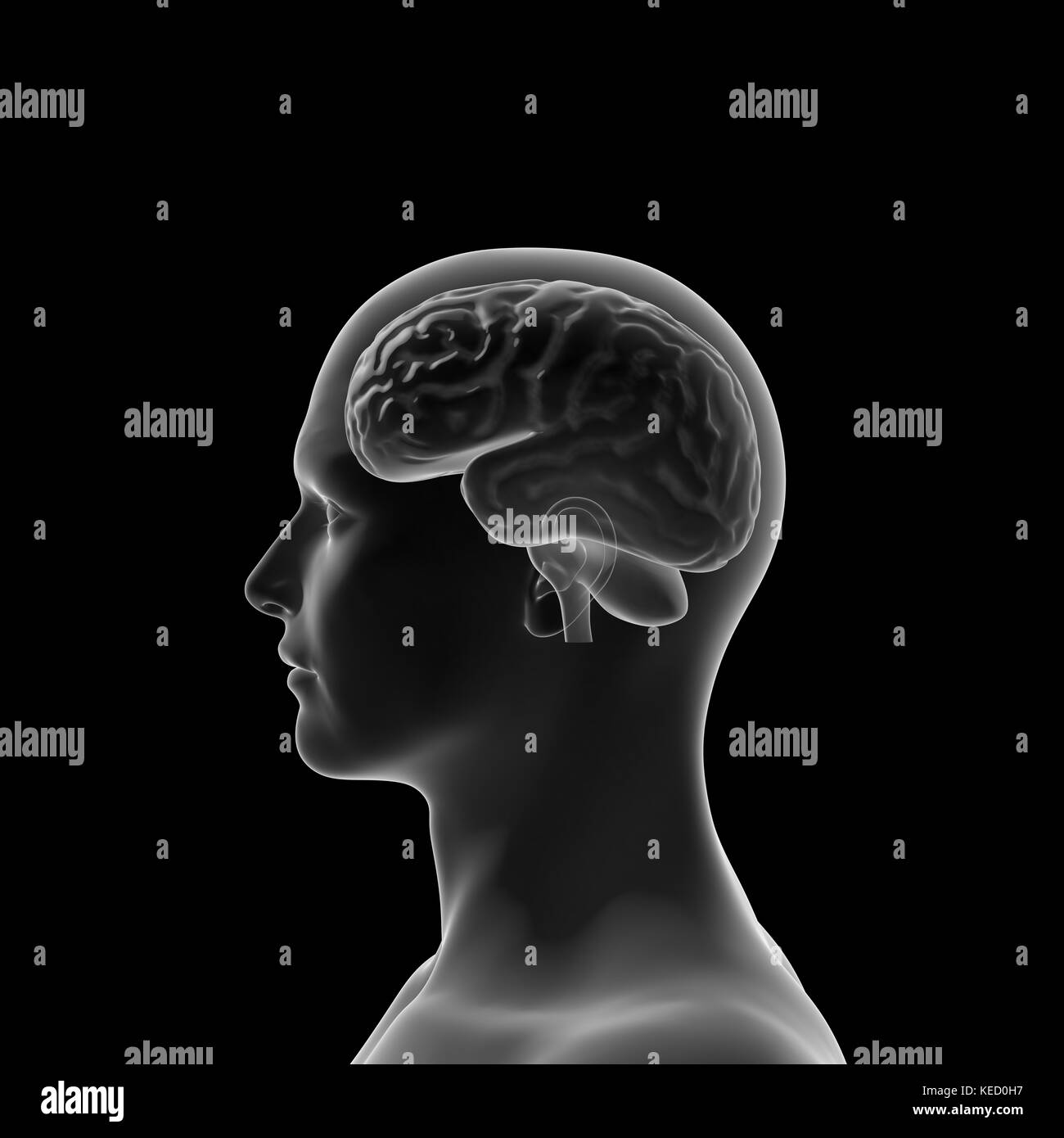 Anatomie cerveau humain Banque d'images noir et blanc - Alamy