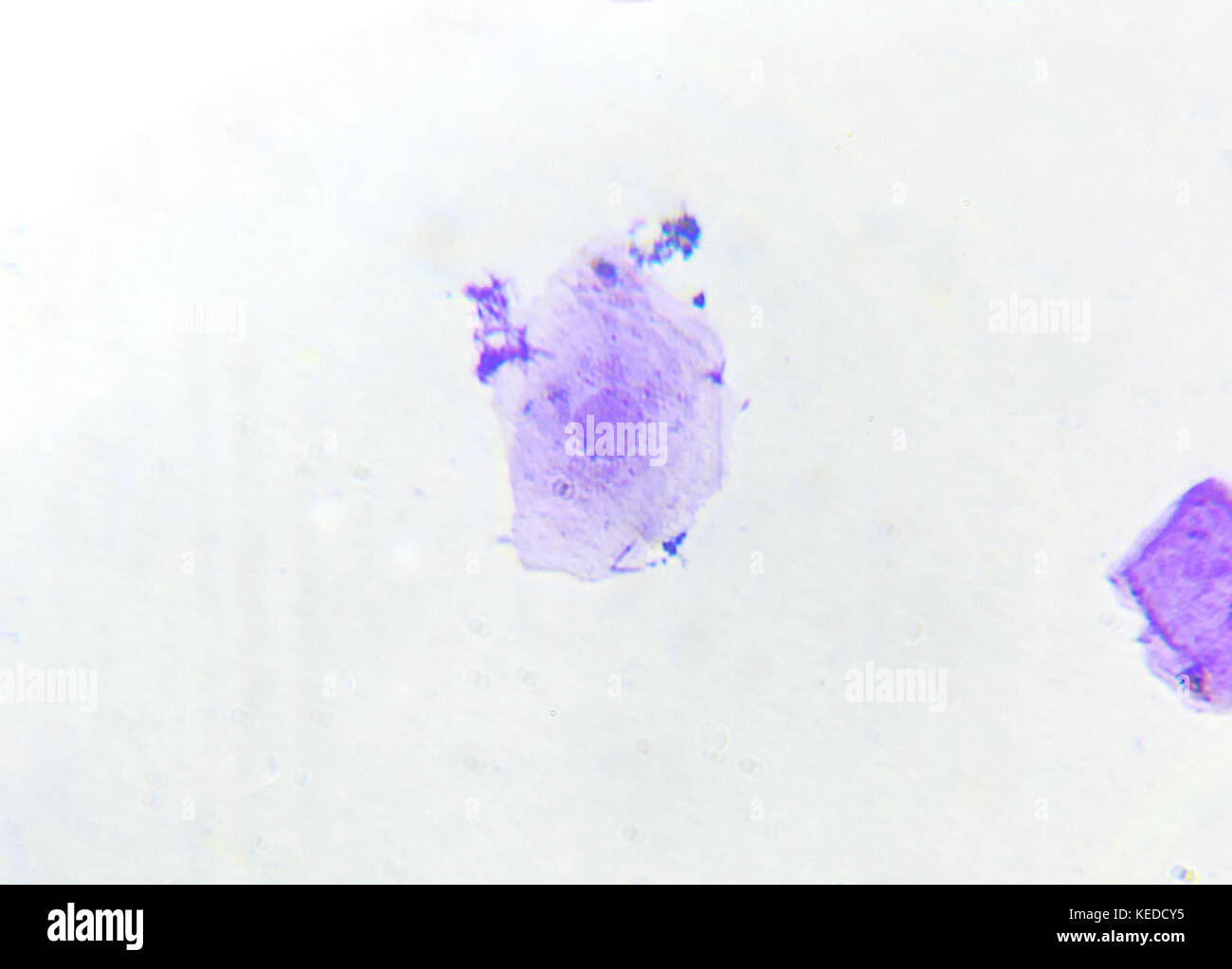 Cellule animal microscope Banque de photographies et d’images à haute ...