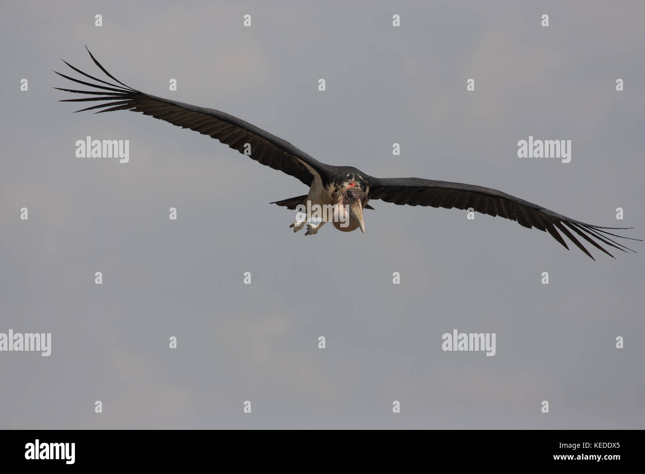 Marabout africain deltaplane au-dessus de la ville de Kampala, en ...