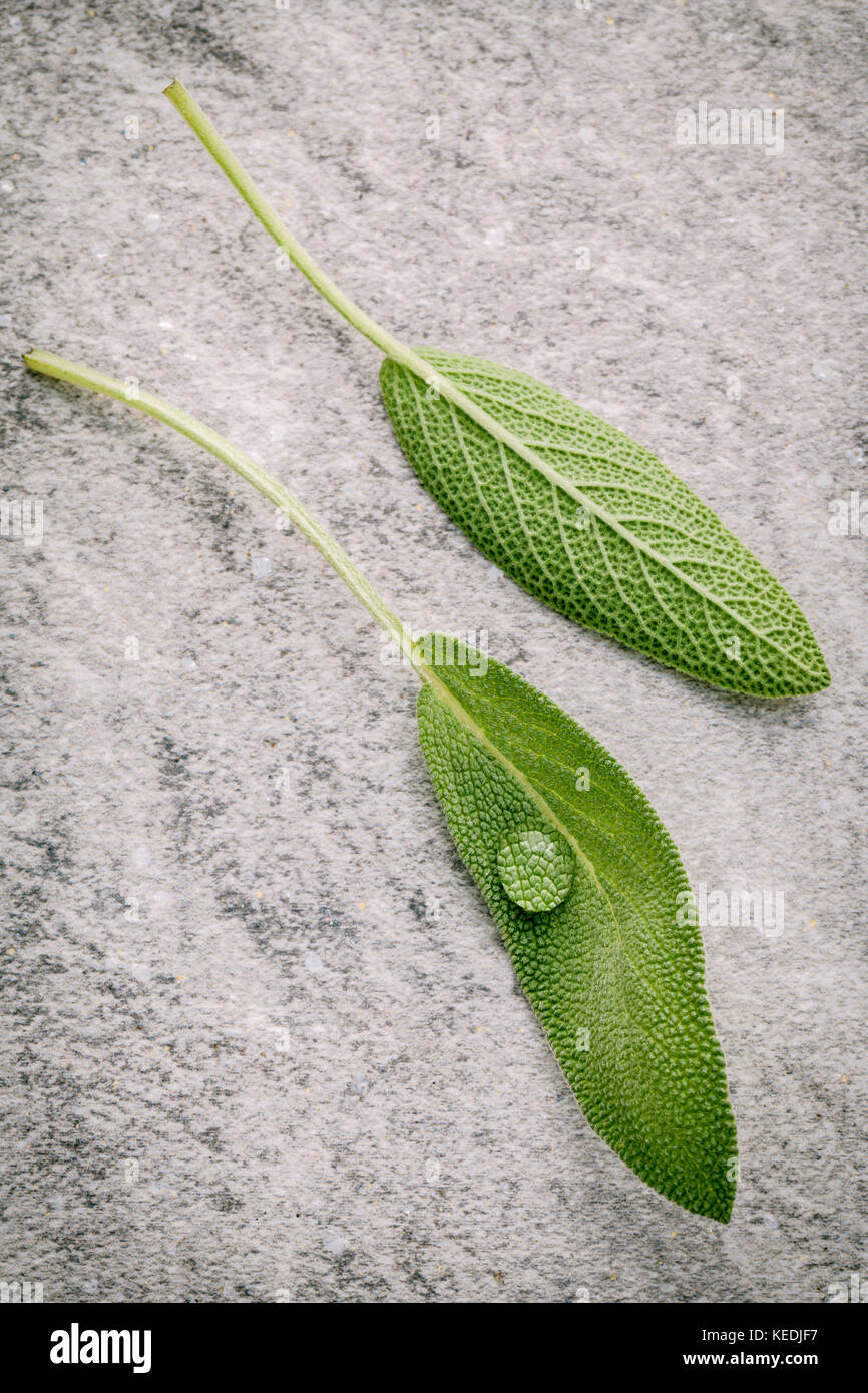 Feuilles de sauge fraîche Gros plan sur fond de pierre. la médecine ...