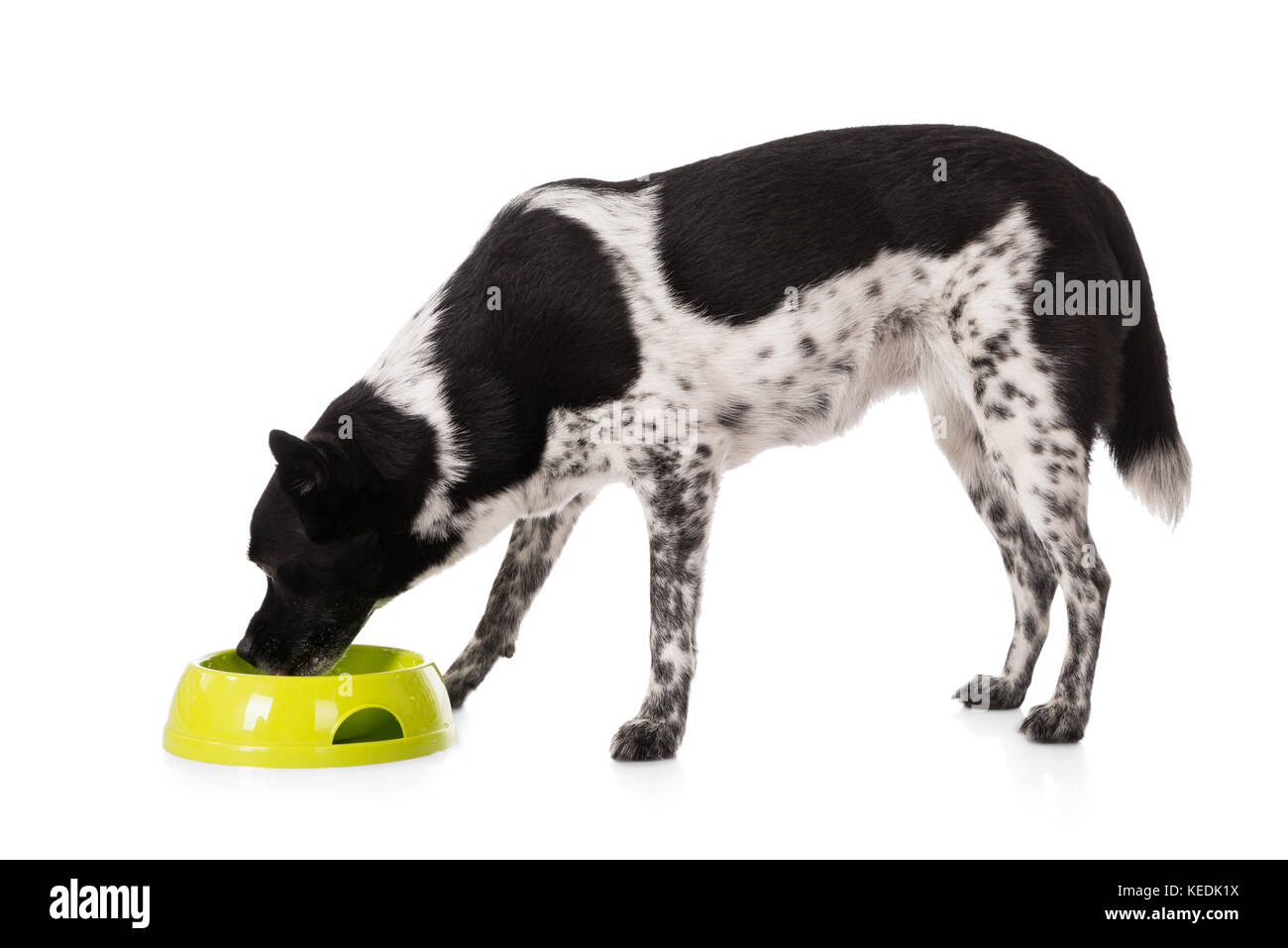 Chien mange du bol Banque de photographies et d’images à haute ...