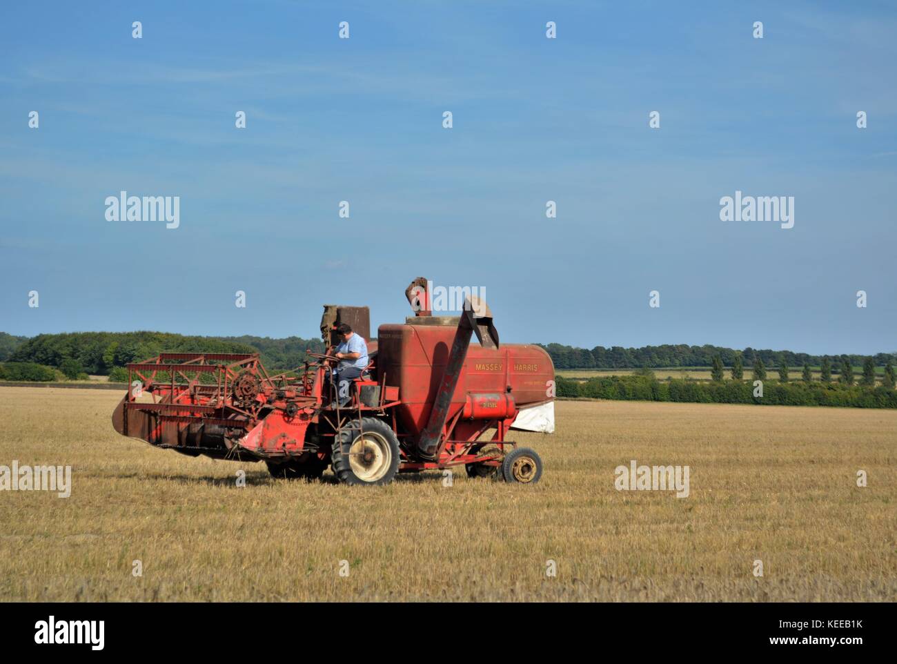 Ancienne moissonneuse-batteuse Massey Harris au travail sur la ferme en ...