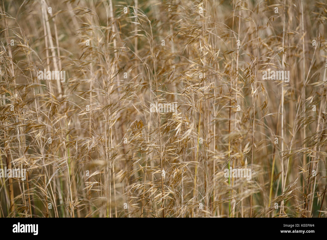 Stipa gigantea seed Banque de photographies et d’images à haute ...