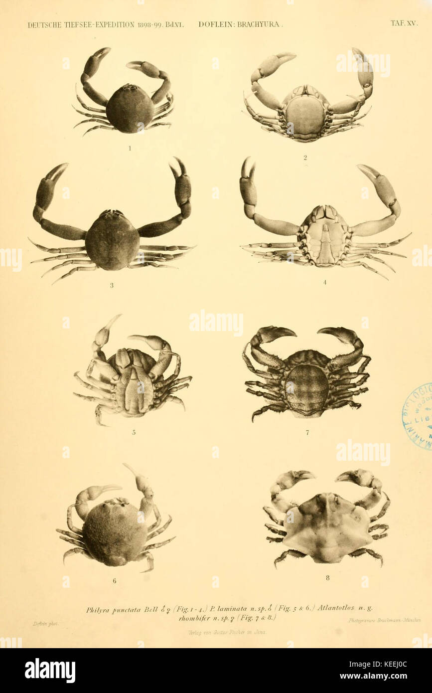 Deutsche tiefsee expedition 1898 1899 Banque de photographies et d ...