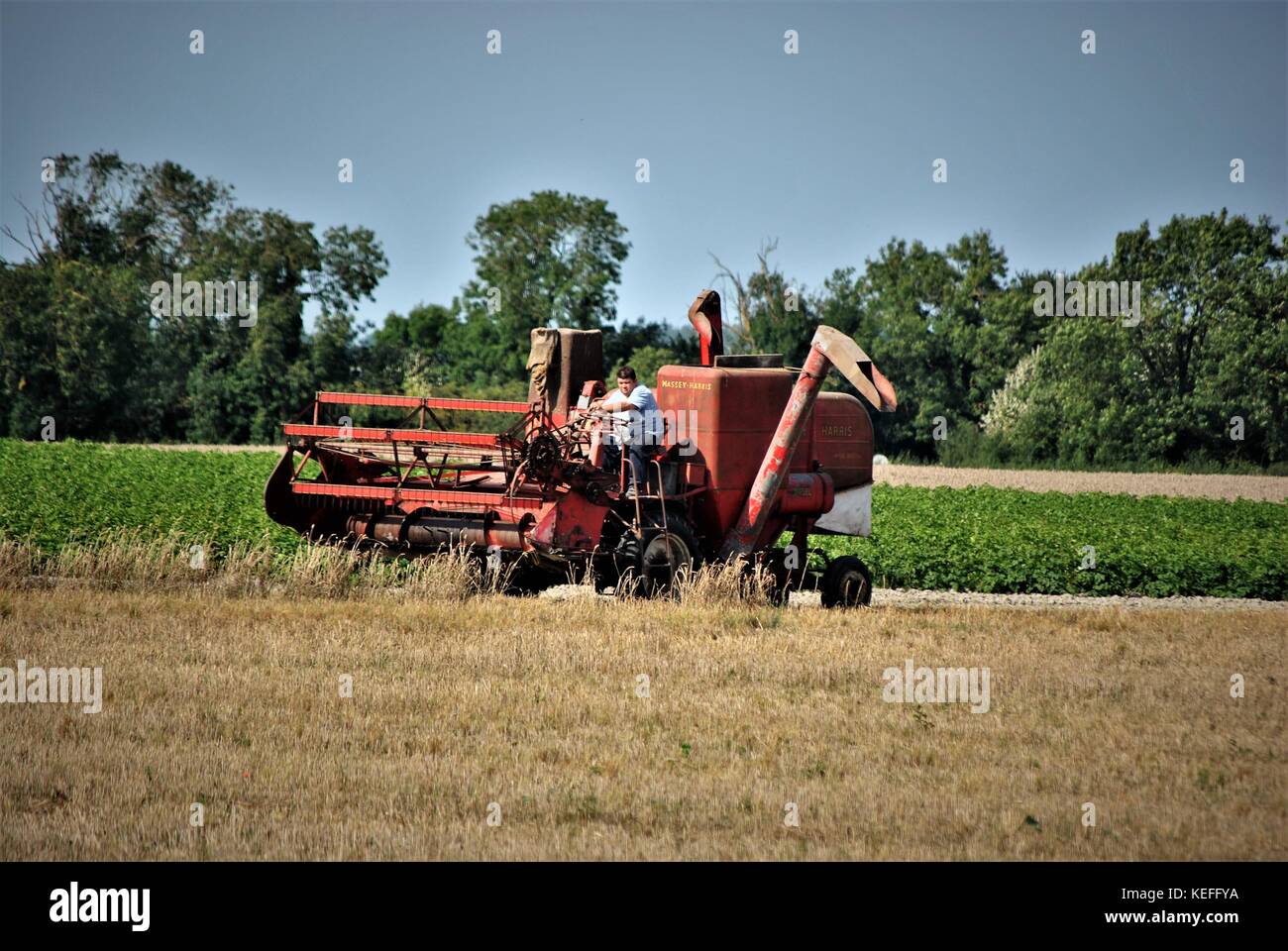 Ancienne moissonneuse-batteuse Massey Harris au travail sur la ferme en ...