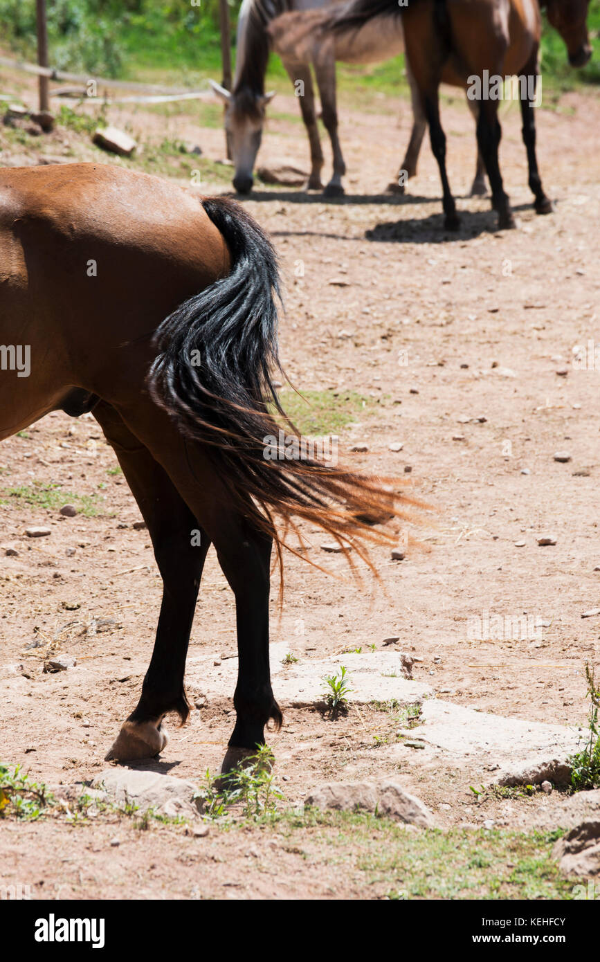 Dos du cheval Banque de photographies et d’images à haute résolution ...