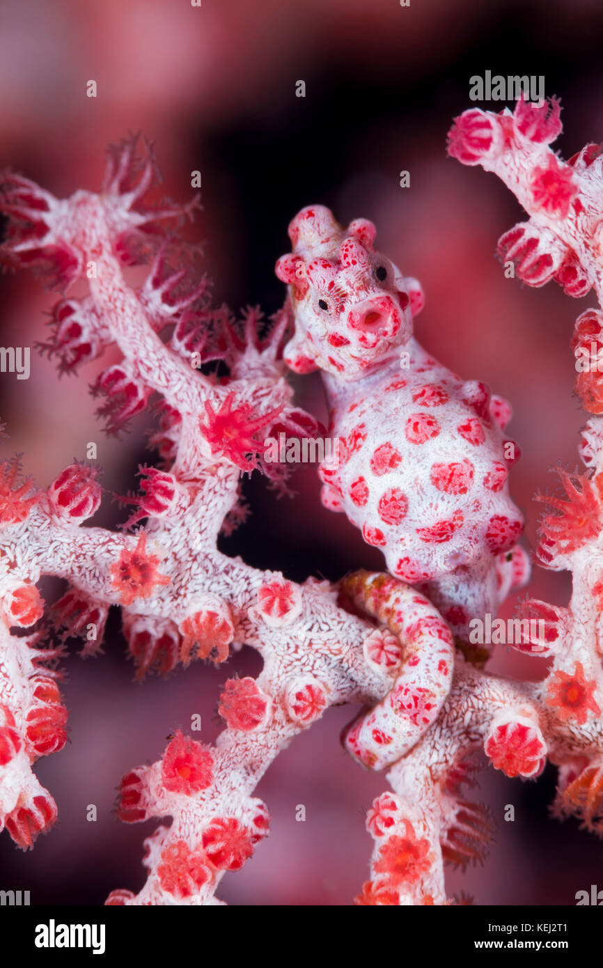 Hippocampe pygmée (Hippocampus bargibanti Photo Stock - Alamy