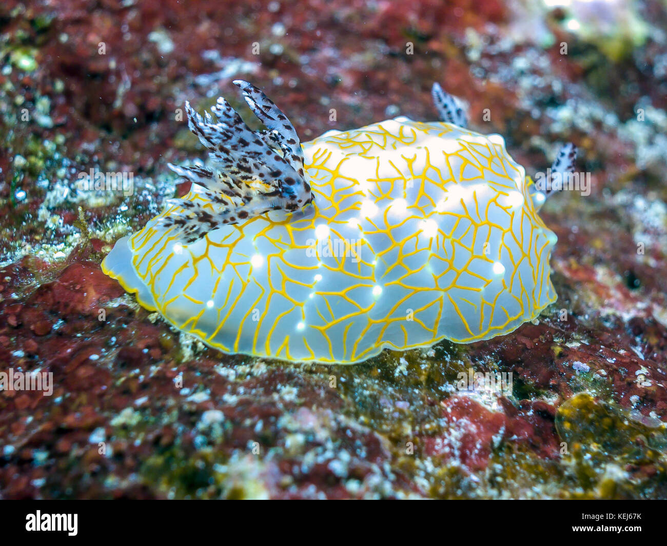 Phylum Mollusca Banque De Photographies Et D images Haute R solution