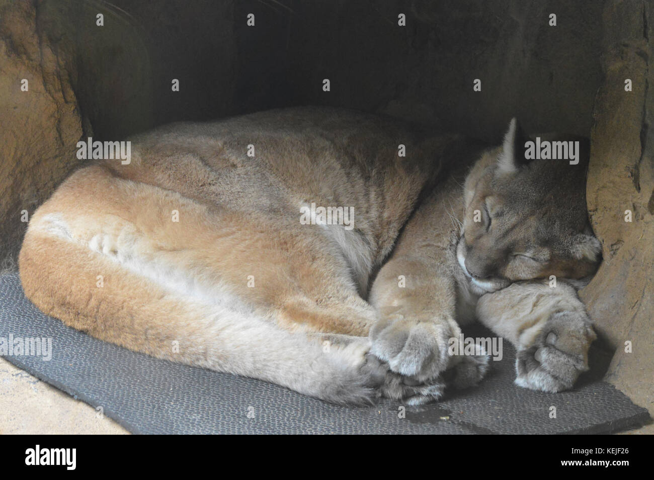 Patte de puma Banque de photographies et d’images à haute résolution ...