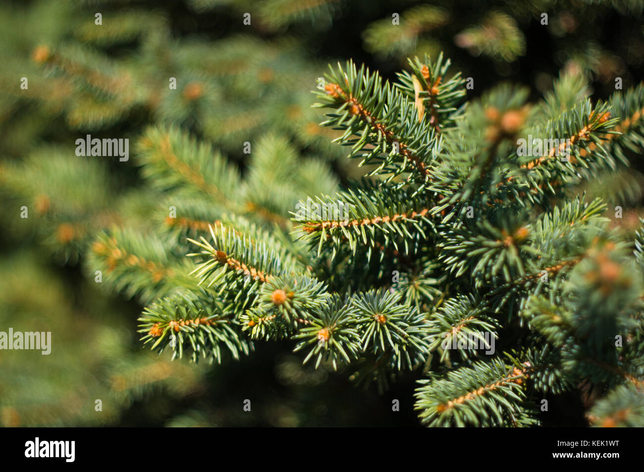 Fluffy vert sapin de noël close up, direction générale de la notion d ...