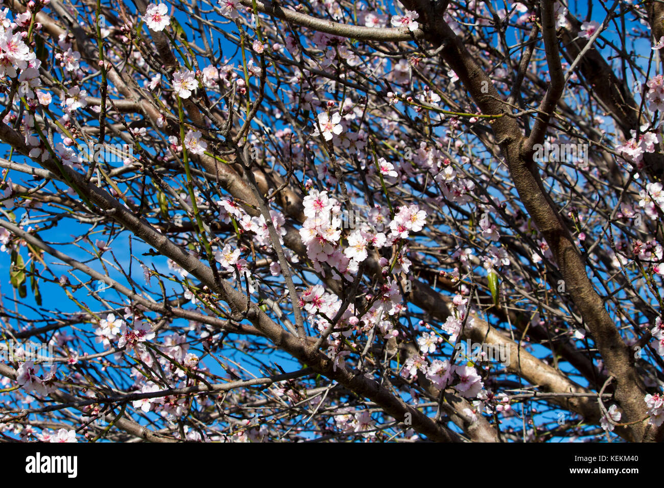 Fleurs de l'amandier (Prunus amygdalus dulcis Amygdalus communis ...