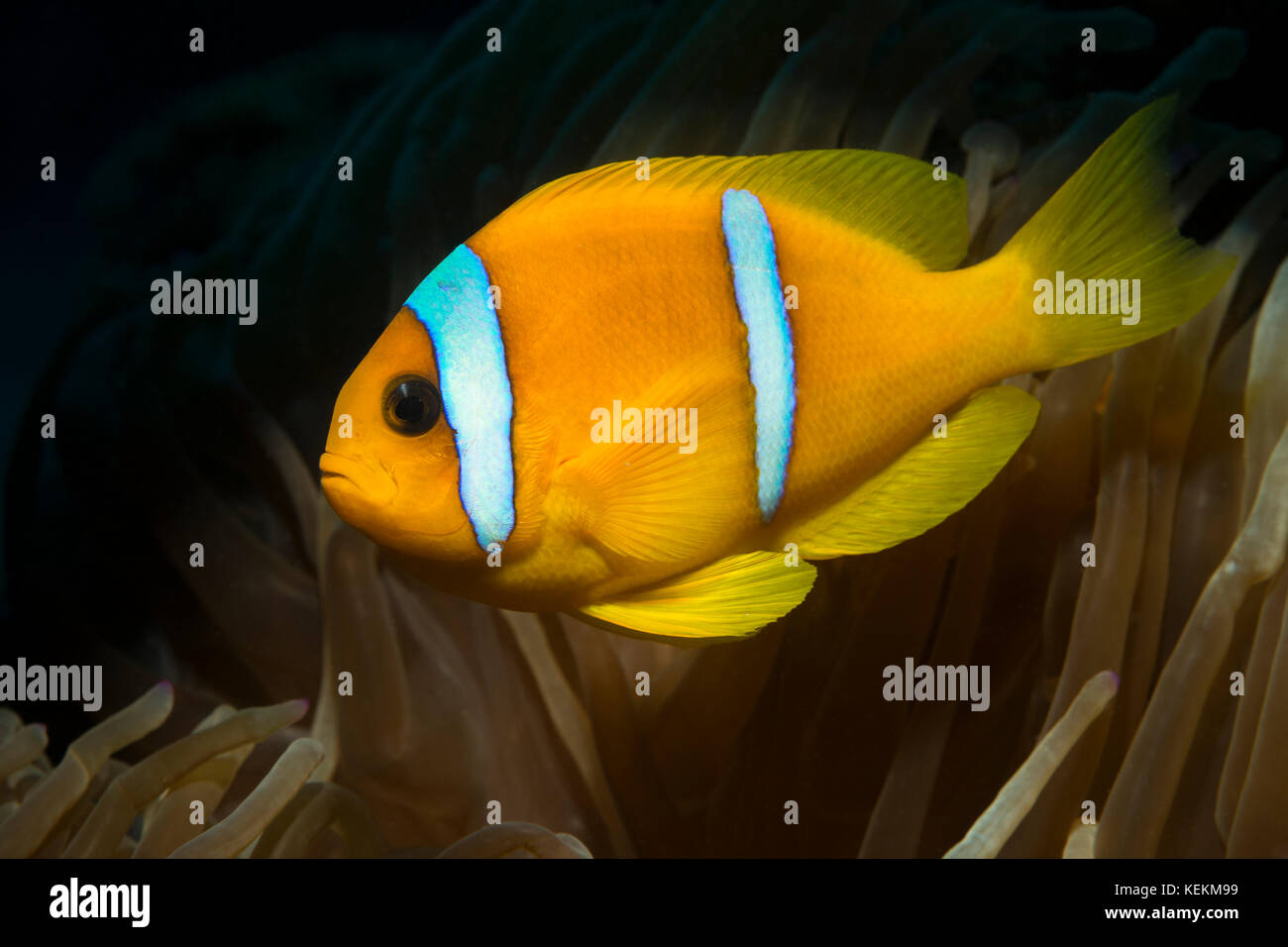 Mer rouge poissons clowns, amphiprion bicinctus, Marsa Alam, red sea ...