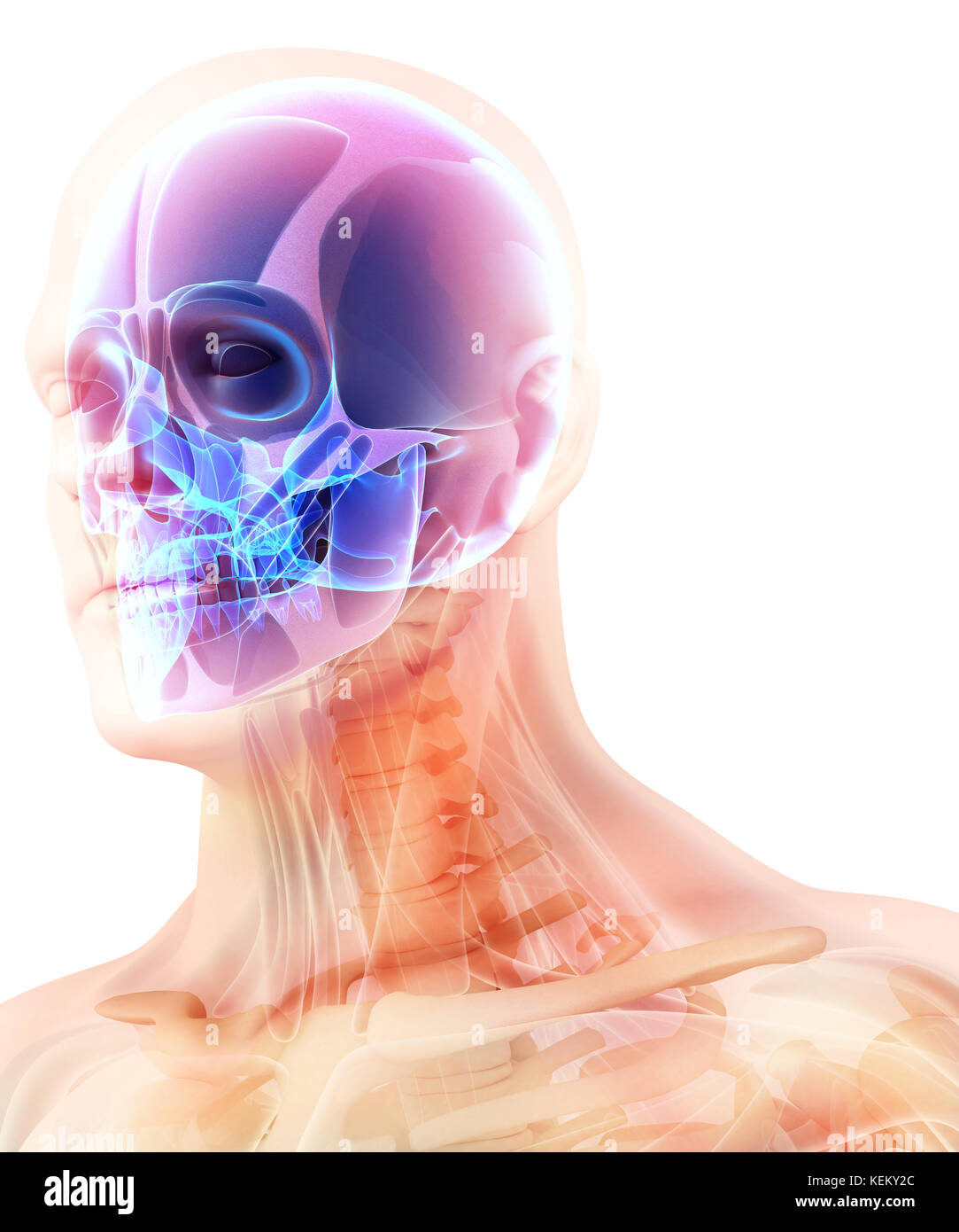 Illustration 3D de l'anatomie du crâne - partie de squelette humain ...