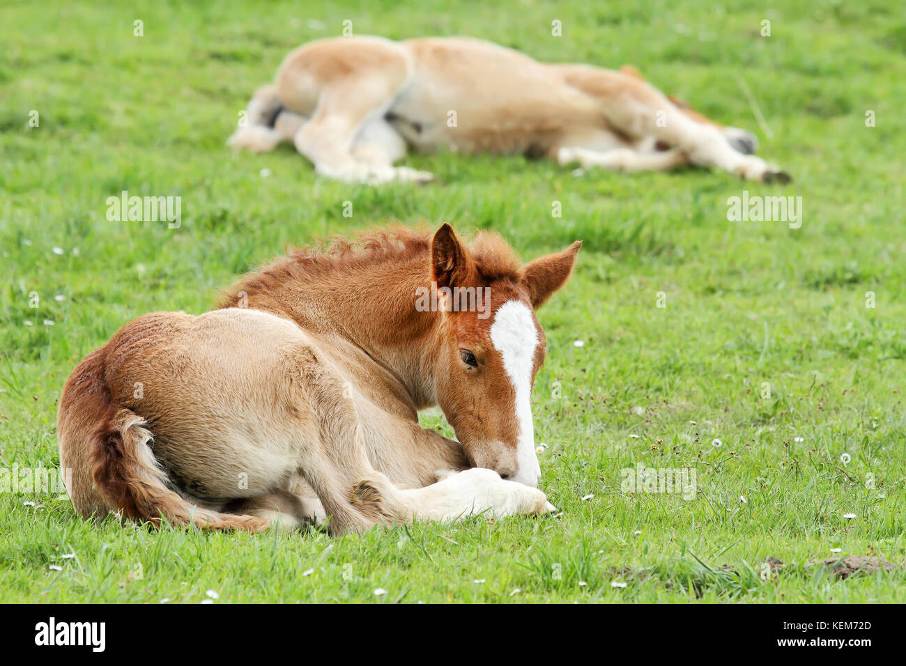 Poulain de cheval Banque de photographies et d’images à haute ...