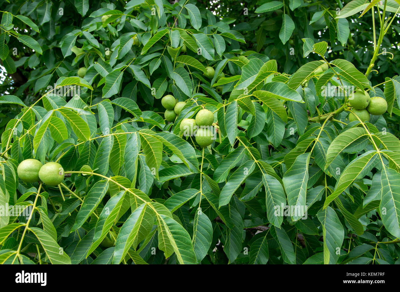 Noix vertes poussant sur un arbre Banque de photographies et d’images à ...