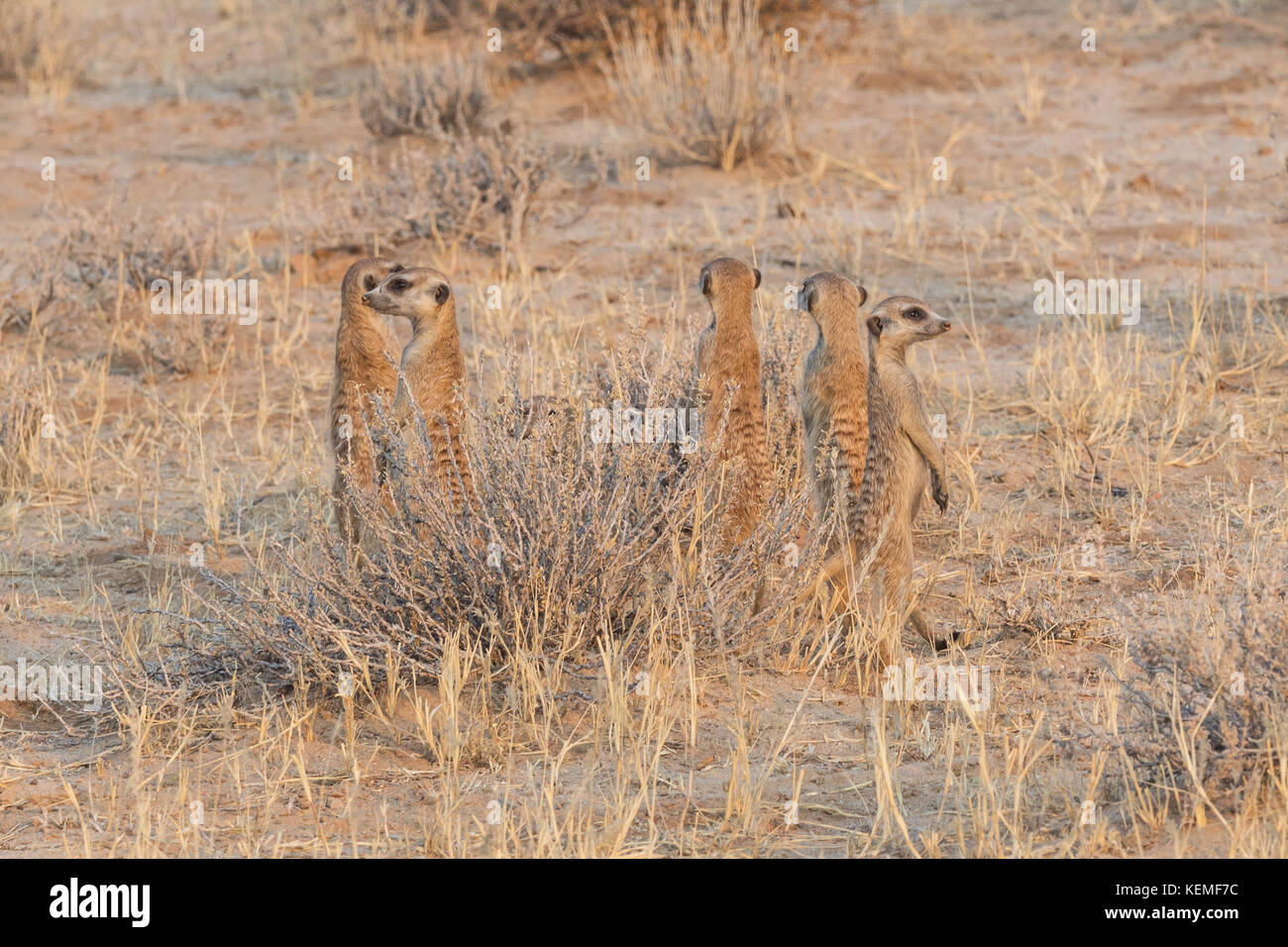 Colonie de suricates Banque de photographies et d’images à haute ...