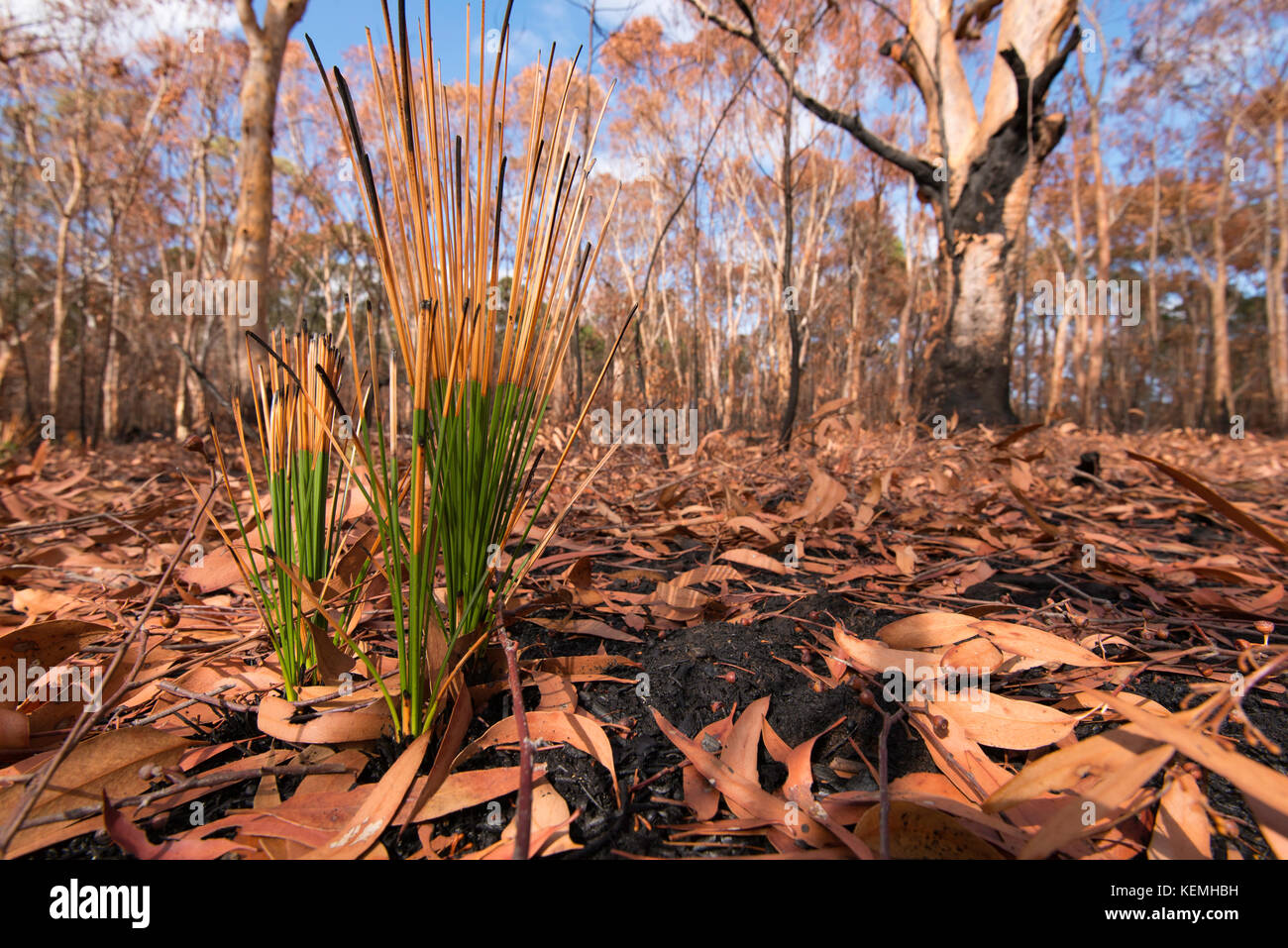 La repousse d'une forêt d'eucalyptus après un incendie Banque de ...