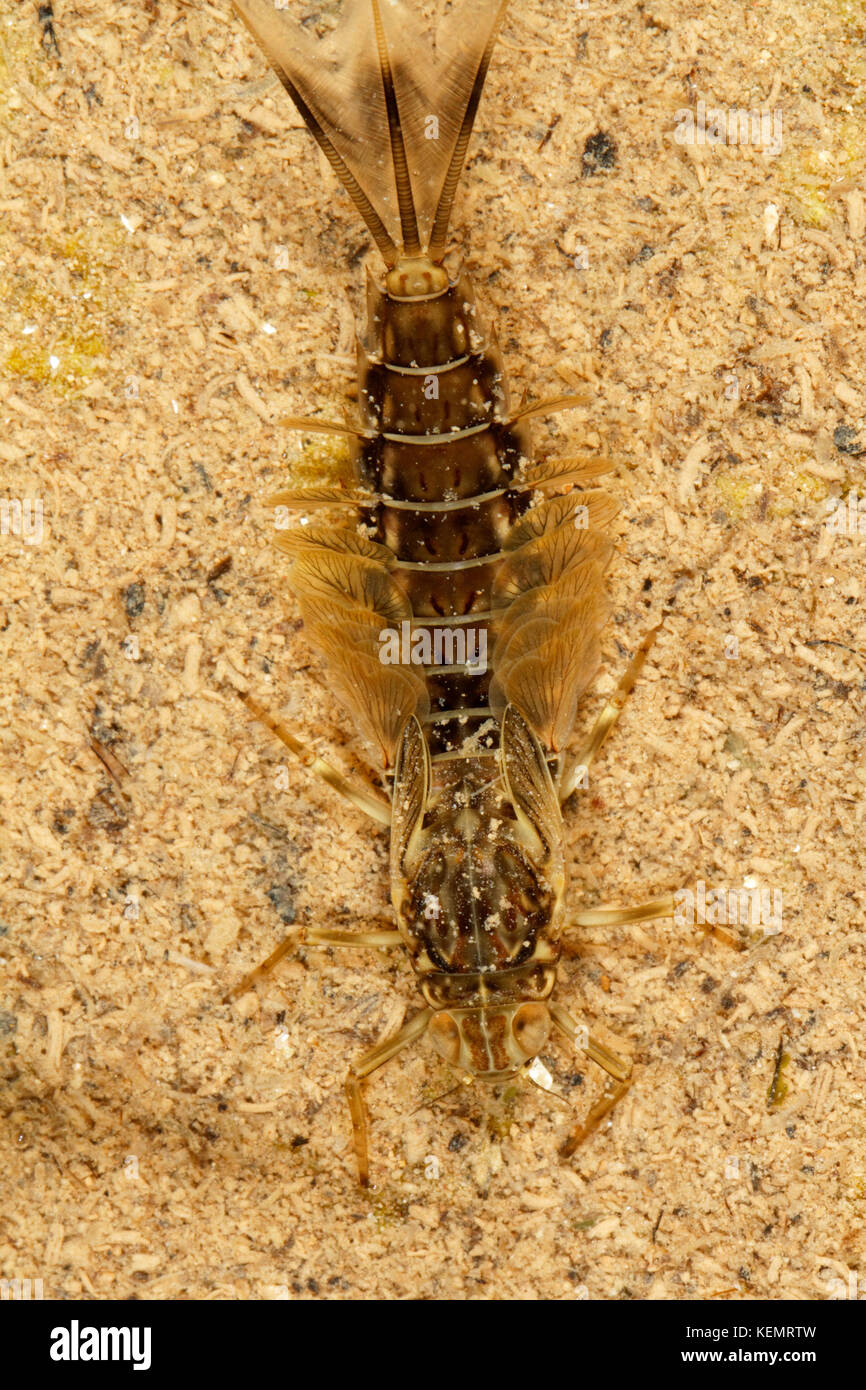 Les larves de libellules sur la rivière Suvaja Photo Stock - Alamy
