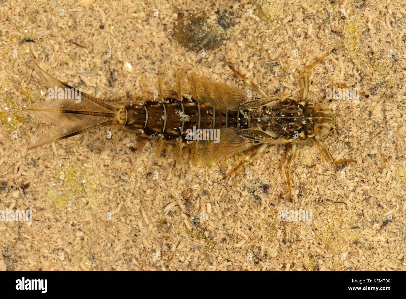 Les larves de libellules sur la rivière Suvaja Photo Stock - Alamy