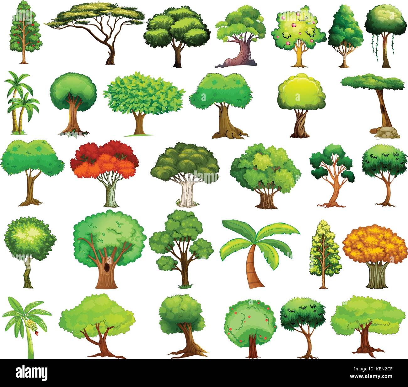 Illustration des différents types de genre d'arbre Image Vectorielle ...