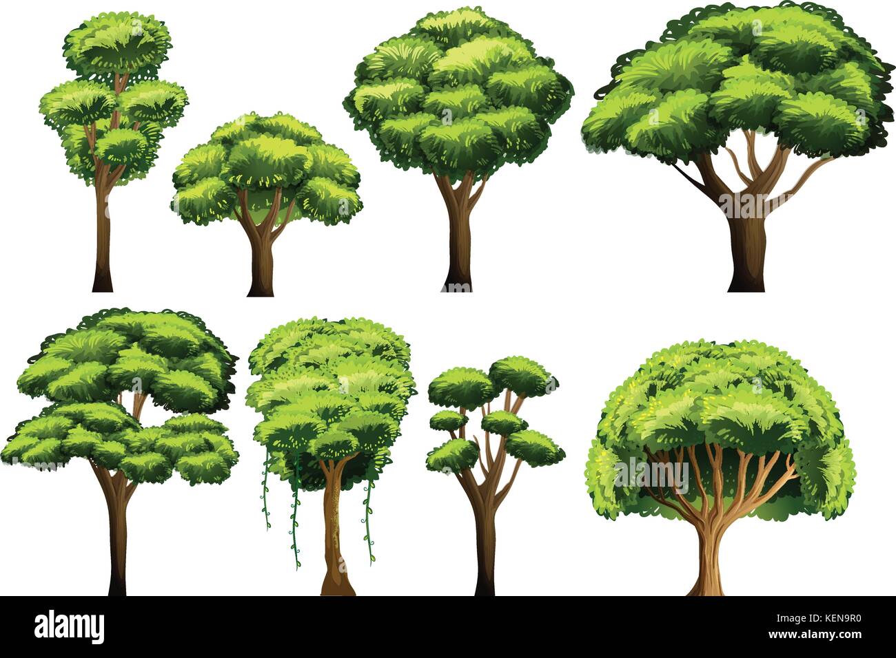 Illustration des différents types d'arbres Image Vectorielle Stock - Alamy