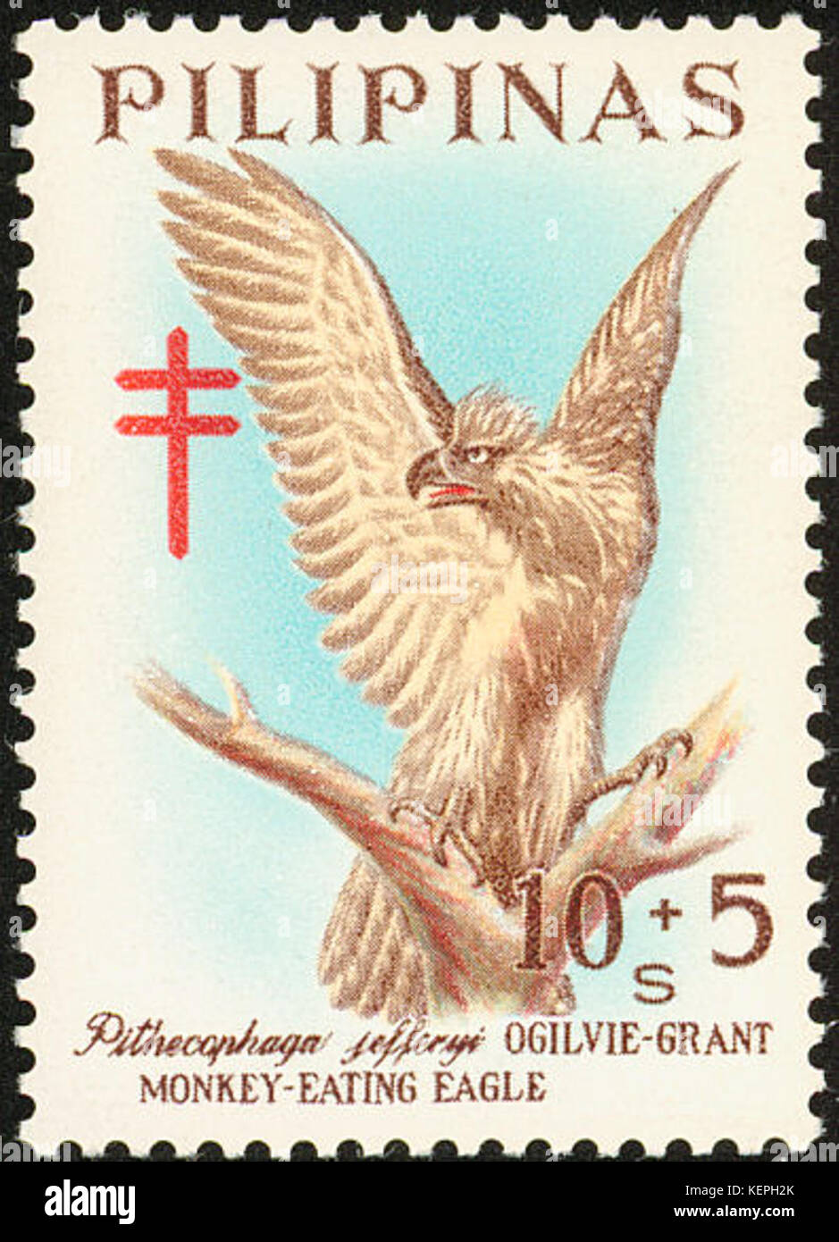 Philippine eagle pithecophaga jefferyi philippines eagle Banque de ...